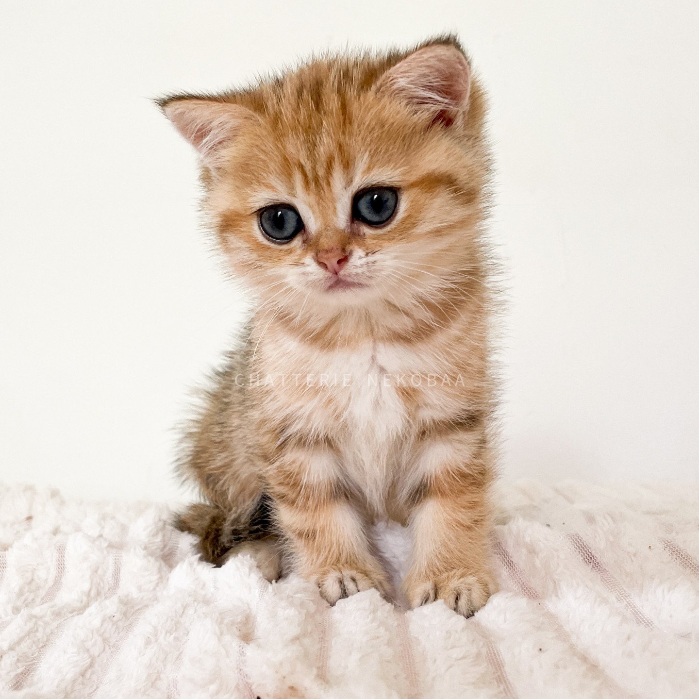 Ren, British shorthair black golden blotched tabby de la Chatterie Nekobaa.