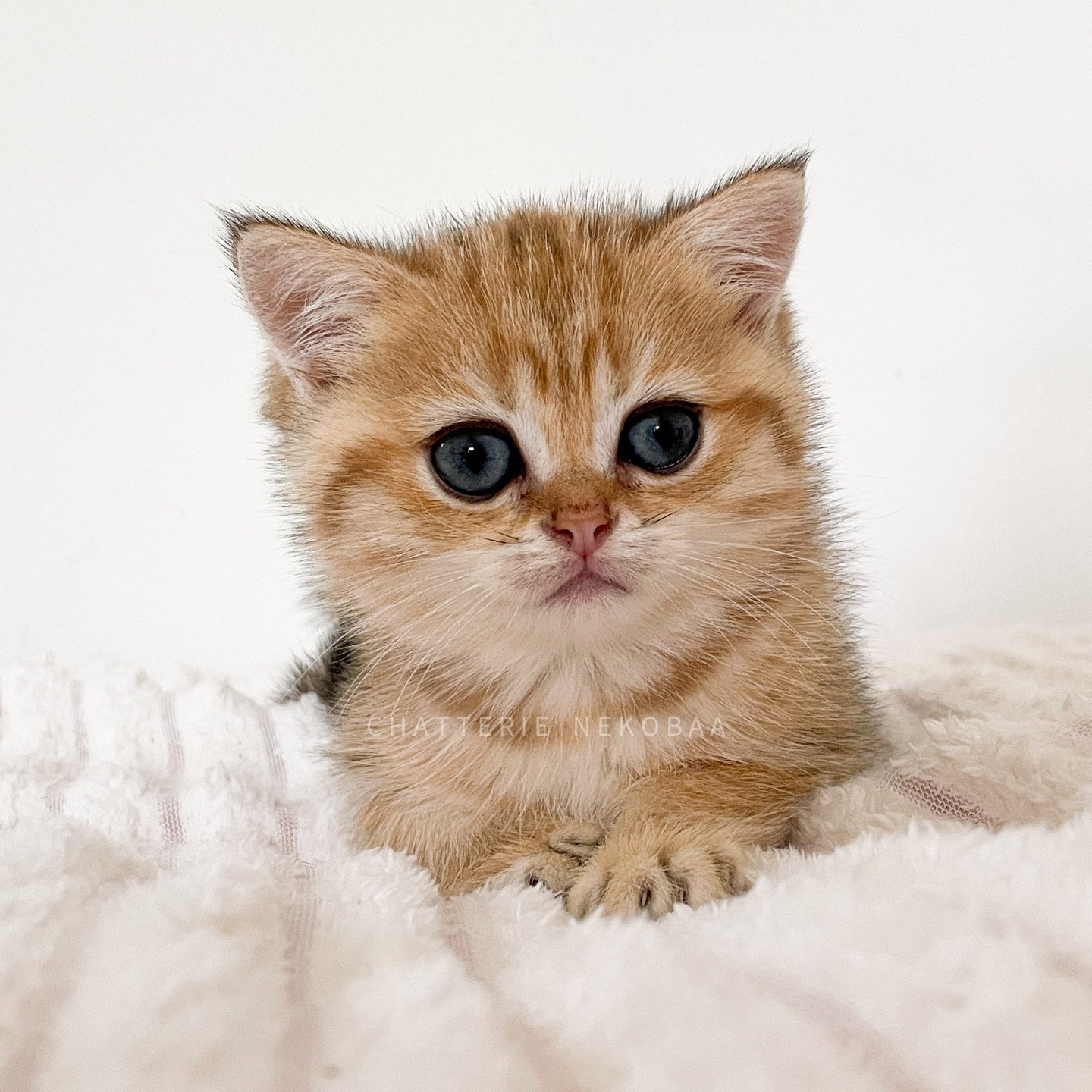Ren, British shorthair black golden blotched tabby de la Chatterie Nekobaa.