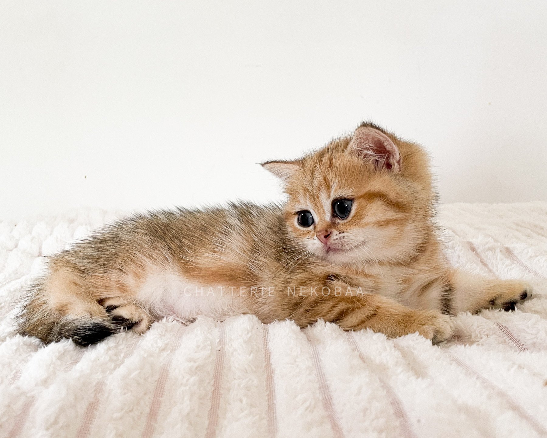 Ren, British shorthair black golden blotched tabby de la Chatterie Nekobaa.