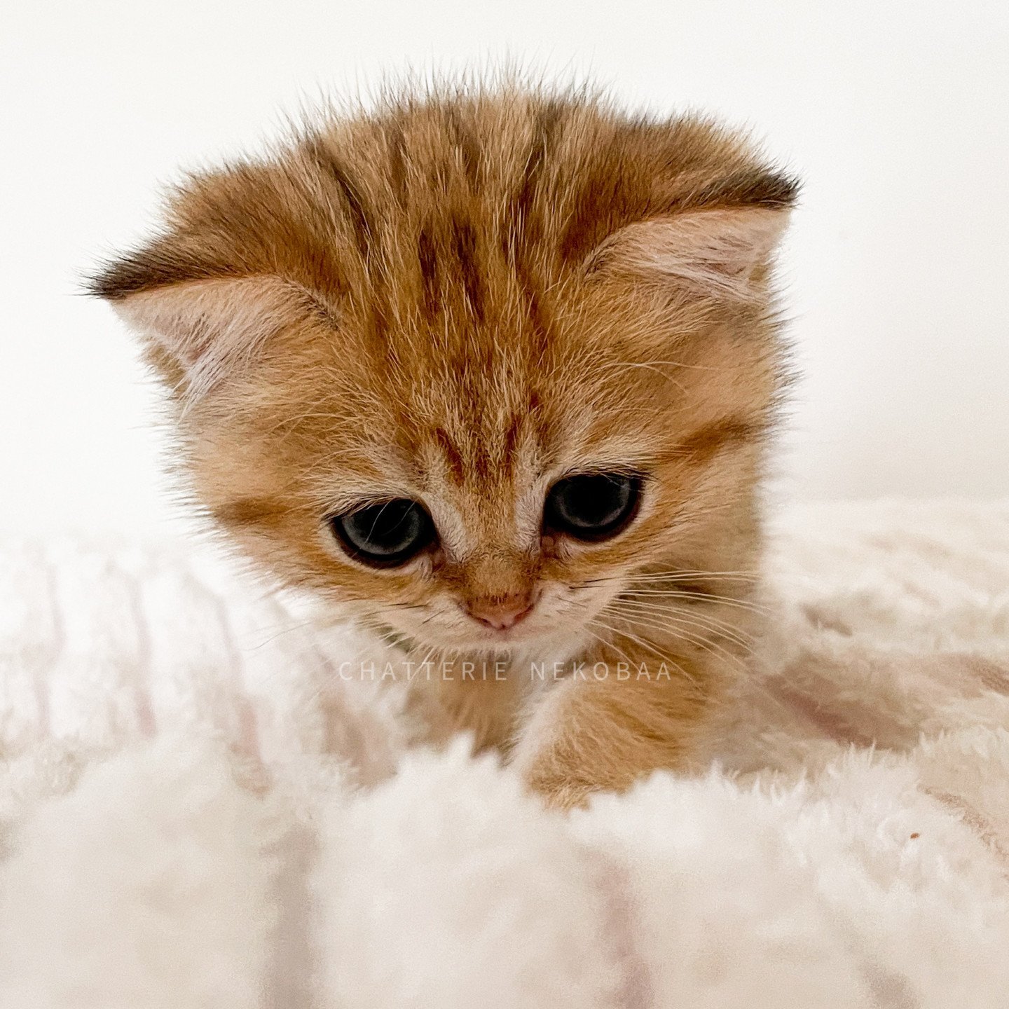 Ren, British shorthair black golden blotched tabby de la Chatterie Nekobaa.