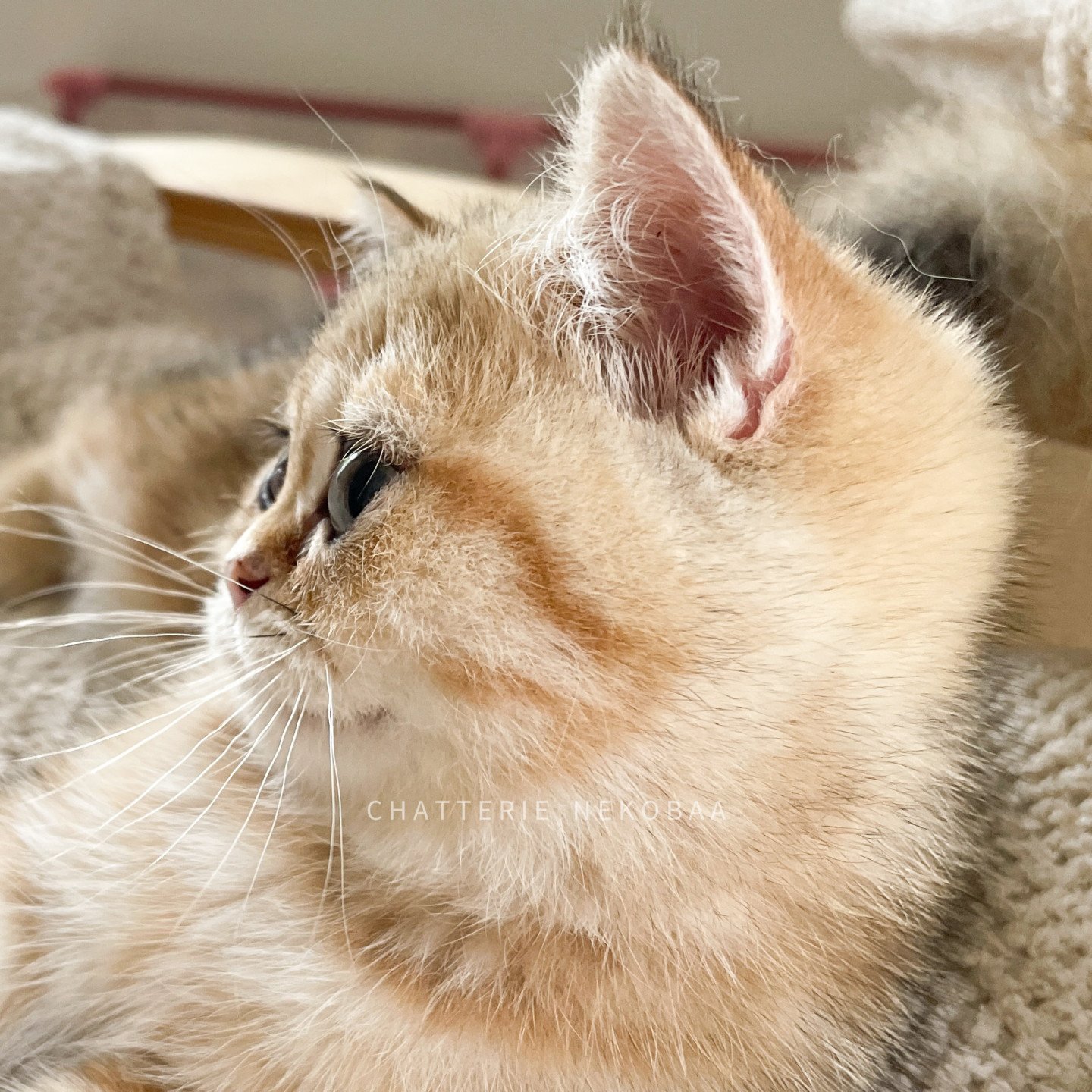 Ren, British shorthair black golden blotched tabby de la Chatterie Nekobaa.