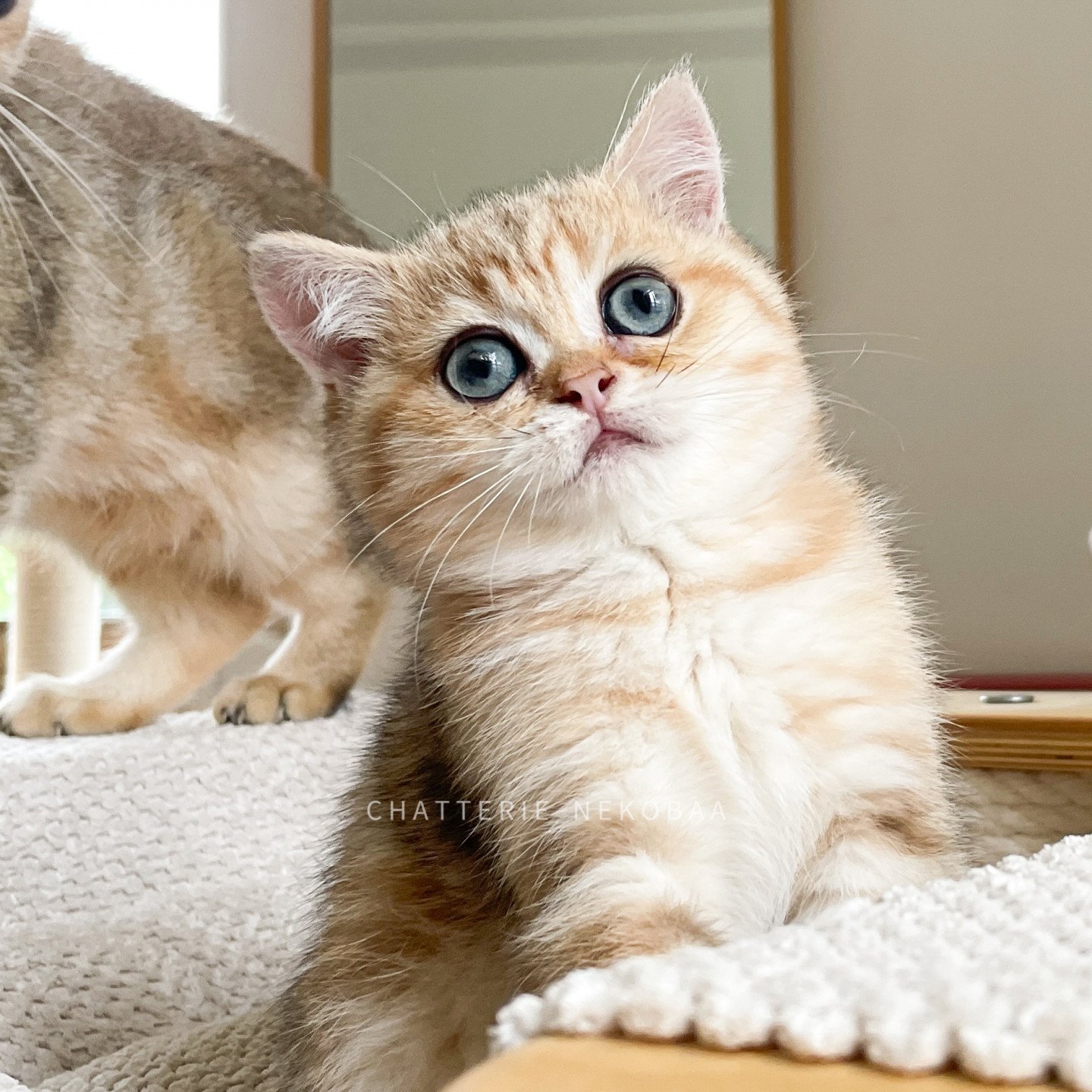 Ren, British shorthair black golden blotched tabby de la Chatterie Nekobaa.