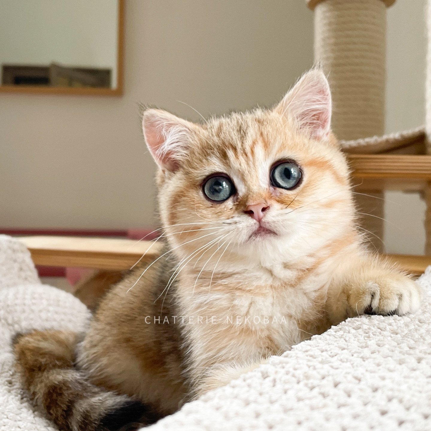Ren, British shorthair black golden blotched tabby de la Chatterie Nekobaa.