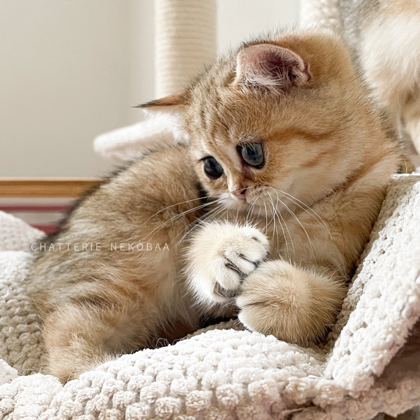 Ren, British shorthair black golden blotched tabby de la Chatterie Nekobaa.