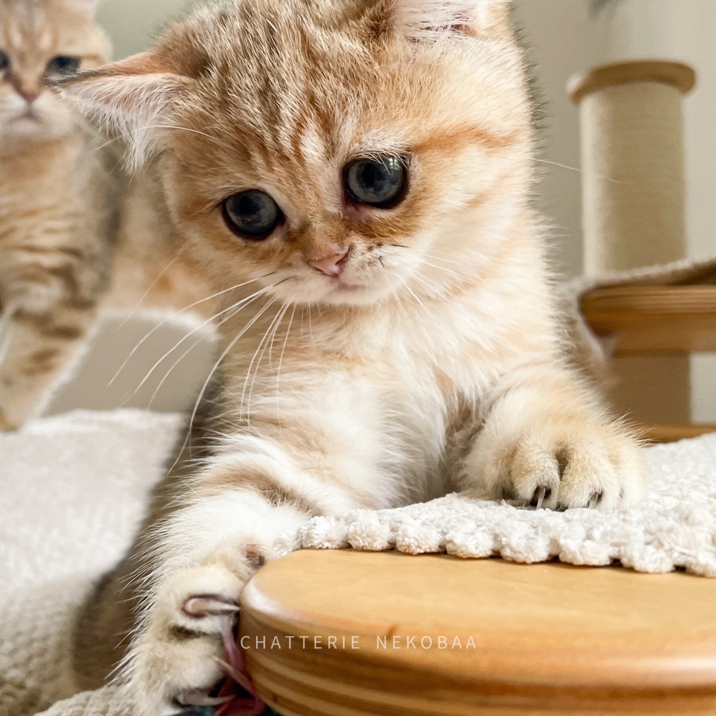 Ren, British shorthair black golden blotched tabby de la Chatterie Nekobaa.