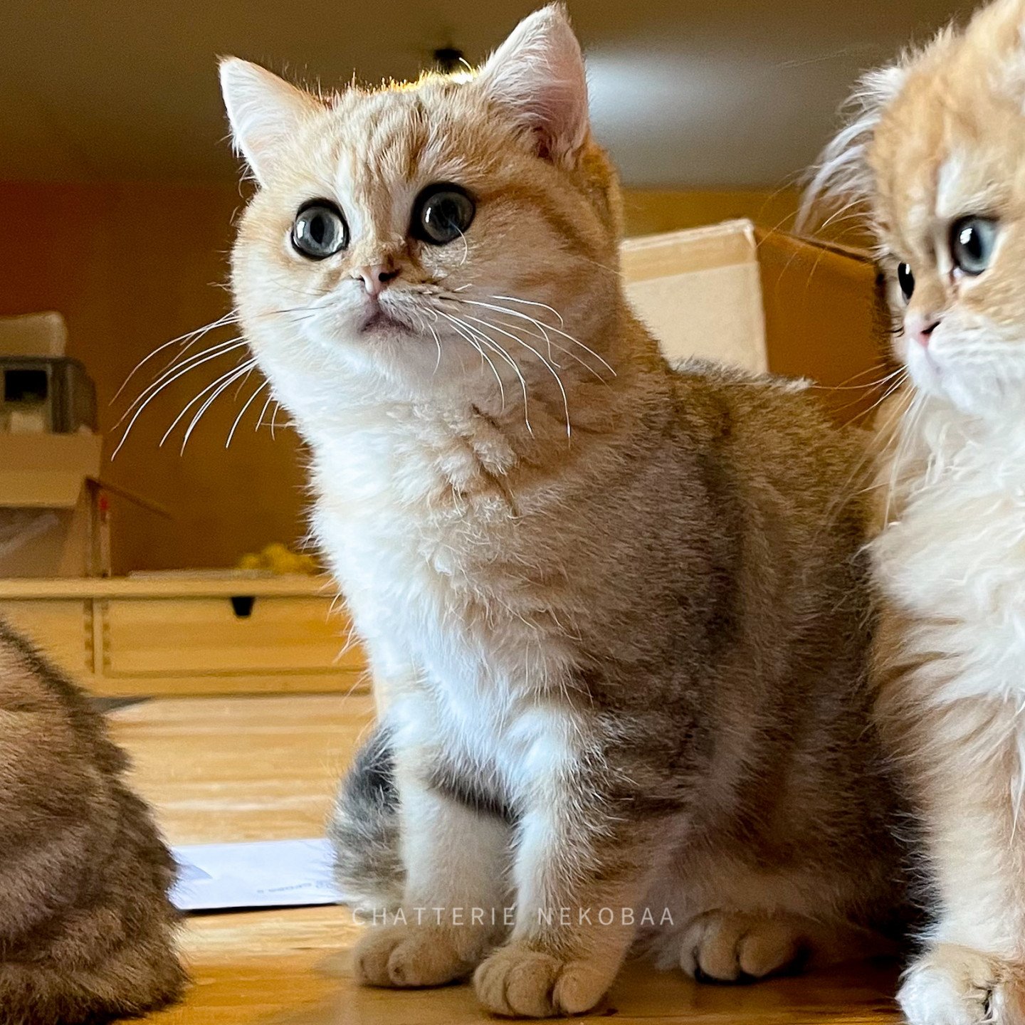 Ren, British shorthair black golden blotched tabby de la Chatterie Nekobaa.