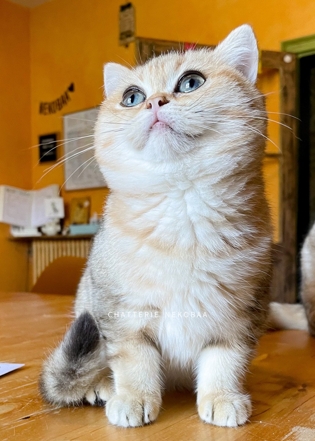 Ren, British shorthair black golden blotched tabby de la Chatterie Nekobaa.