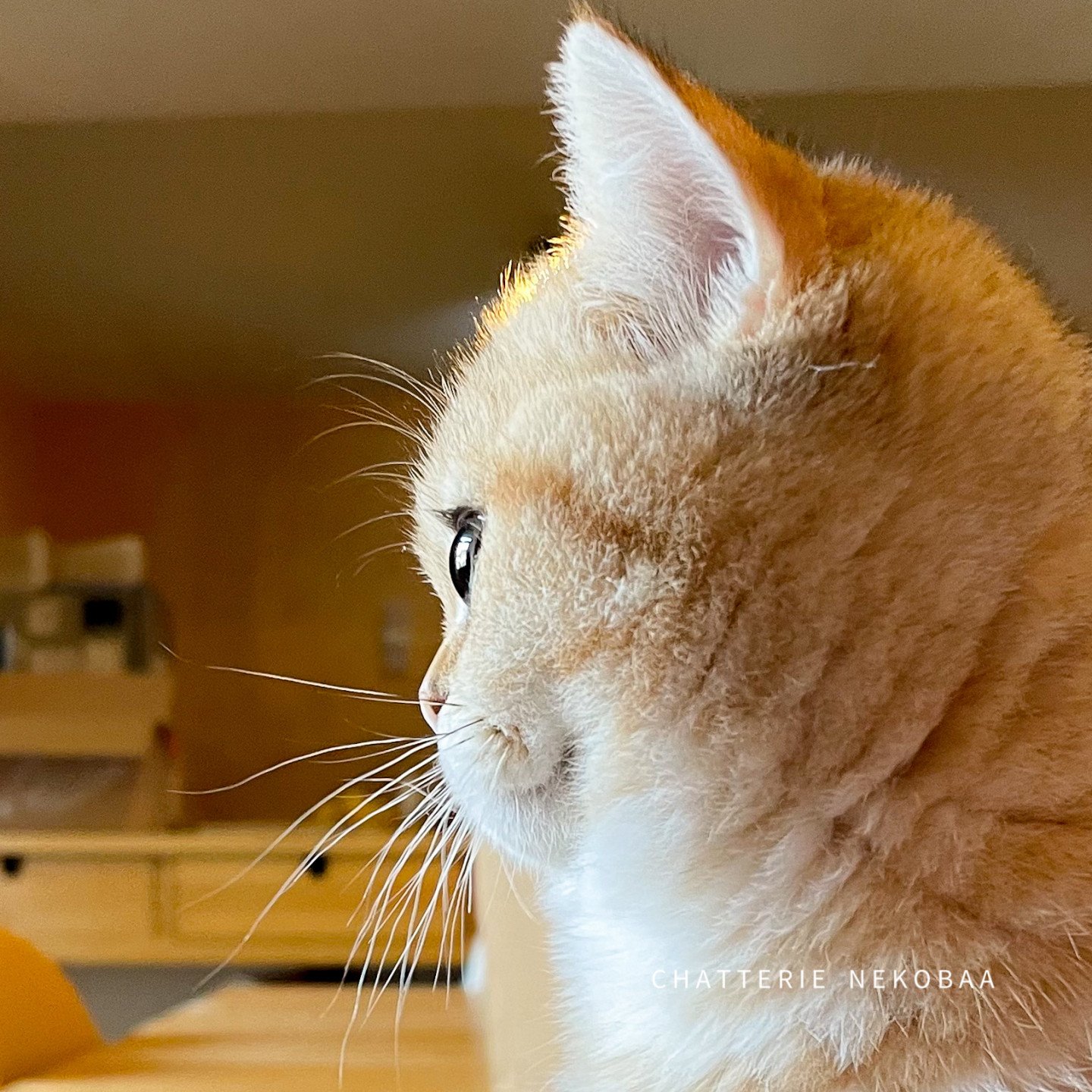 Ren, British shorthair black golden blotched tabby de la Chatterie Nekobaa.