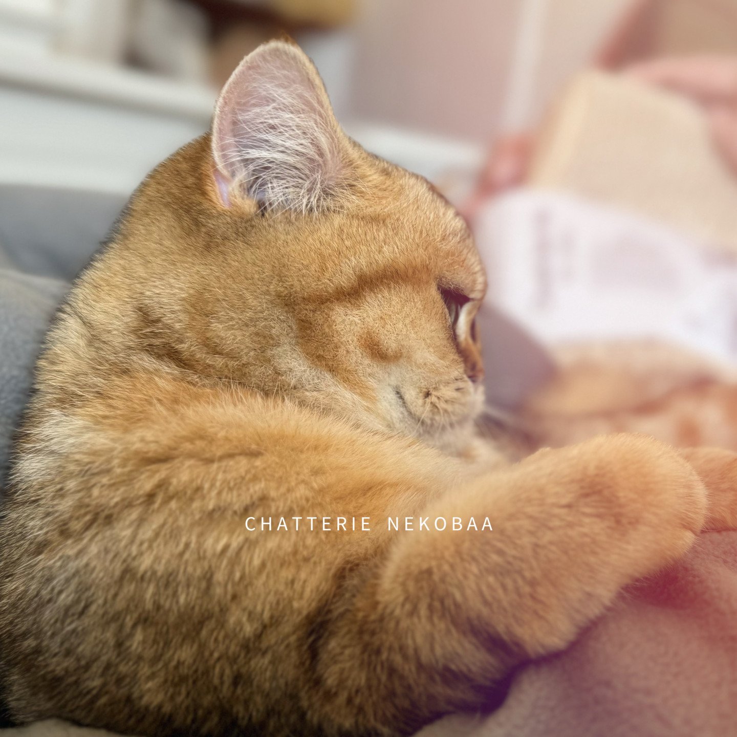 Ren, British shorthair black golden blotched tabby de la Chatterie Nekobaa.