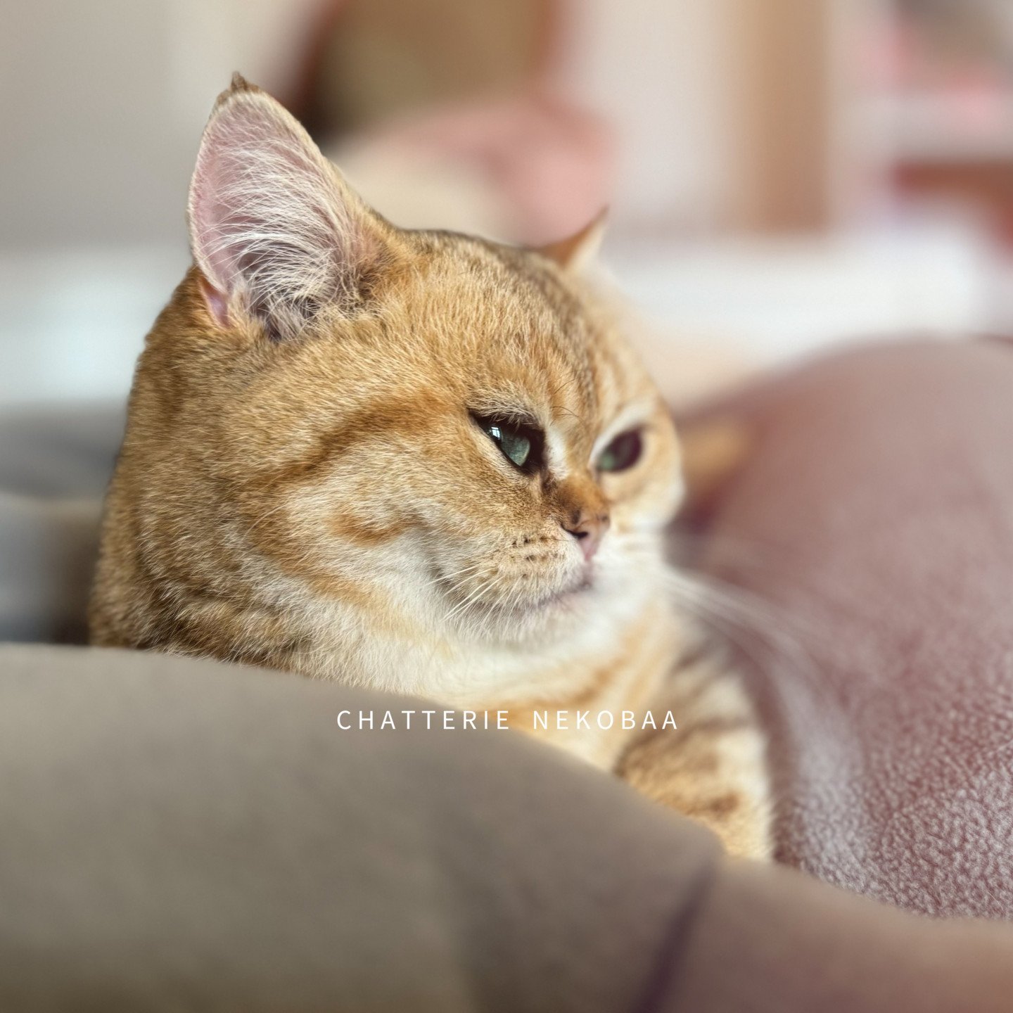 Ren, British shorthair black golden blotched tabby de la Chatterie Nekobaa.