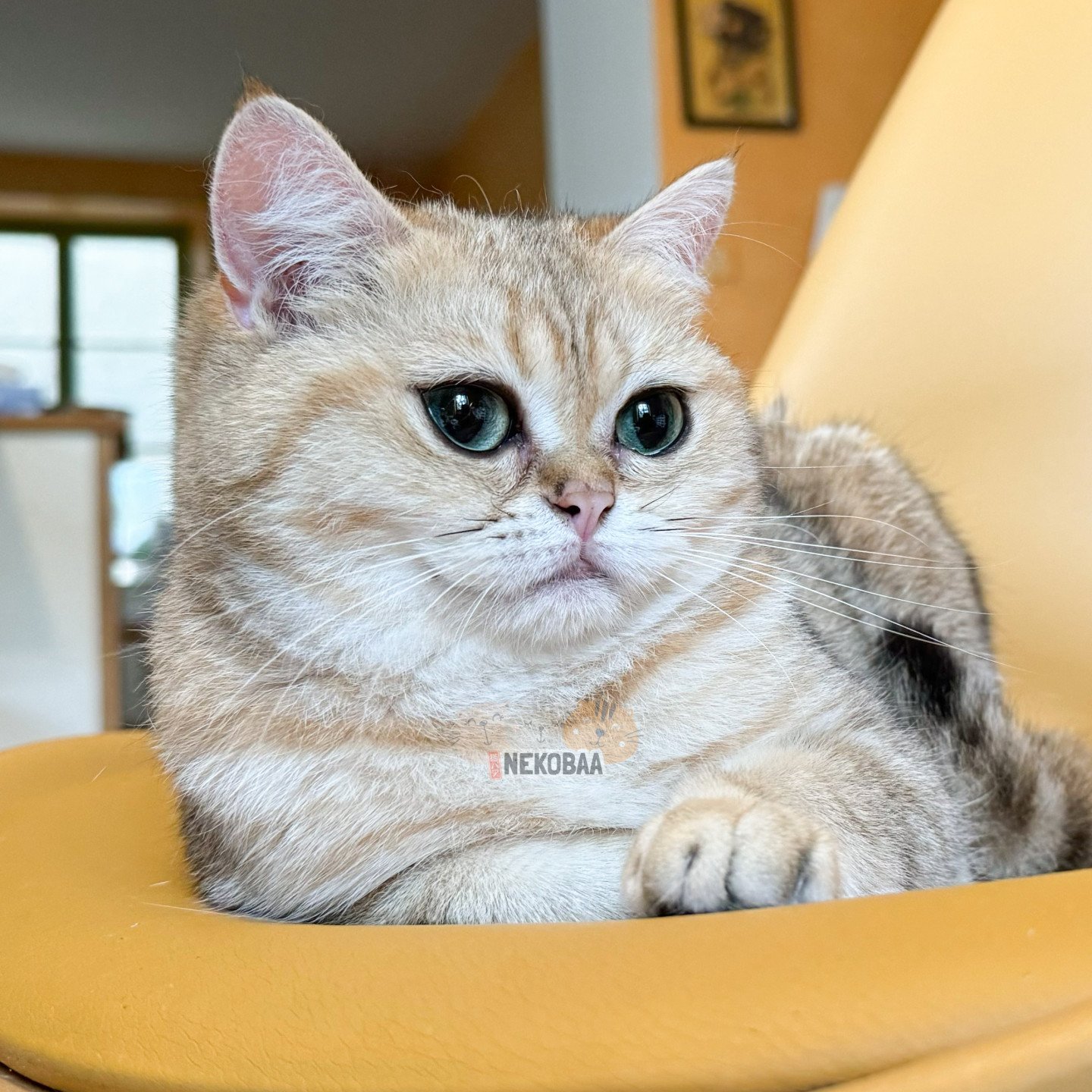 Ren, British shorthair black golden blotched tabby de la Chatterie Nekobaa.