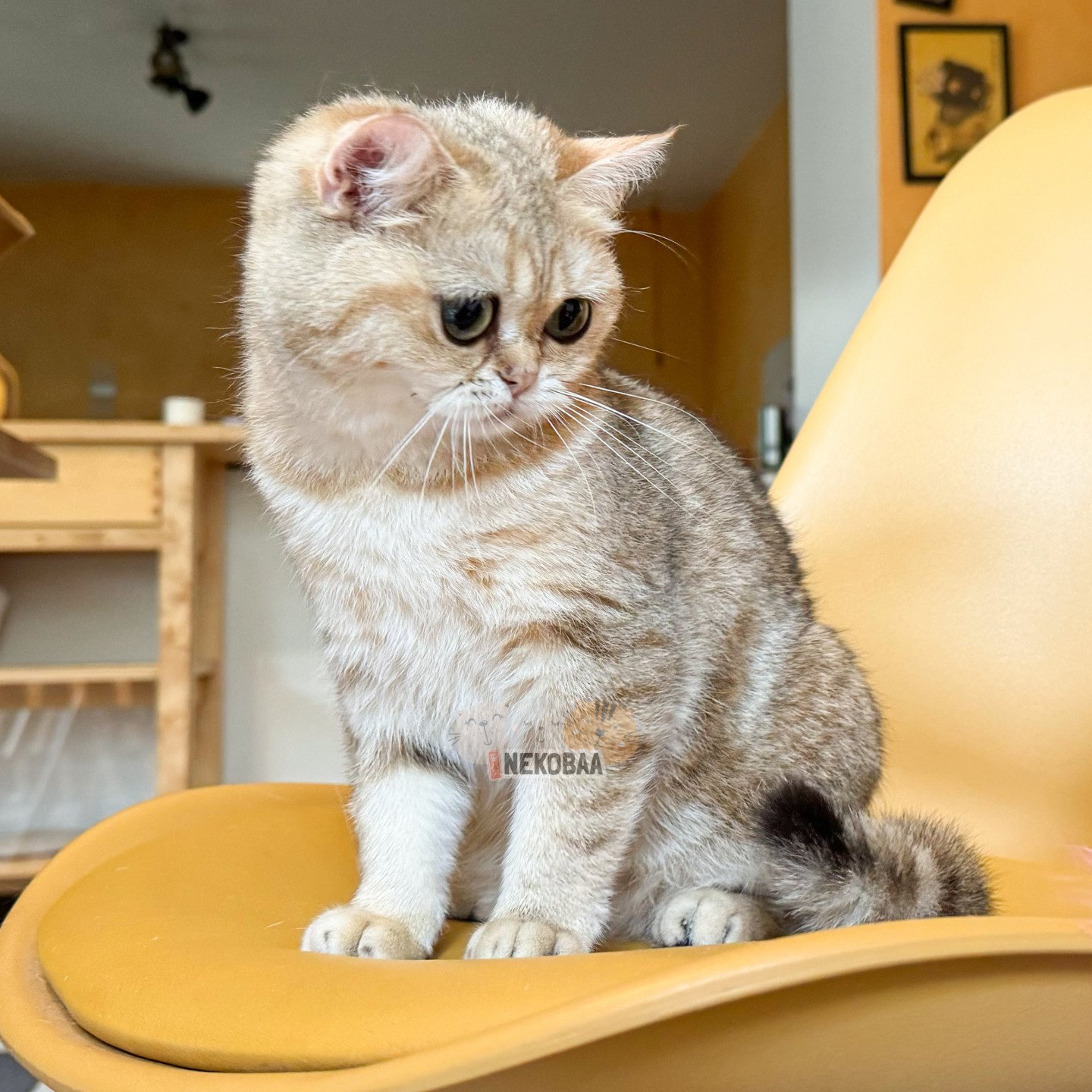 Ren, British shorthair black golden blotched tabby de la Chatterie Nekobaa.
