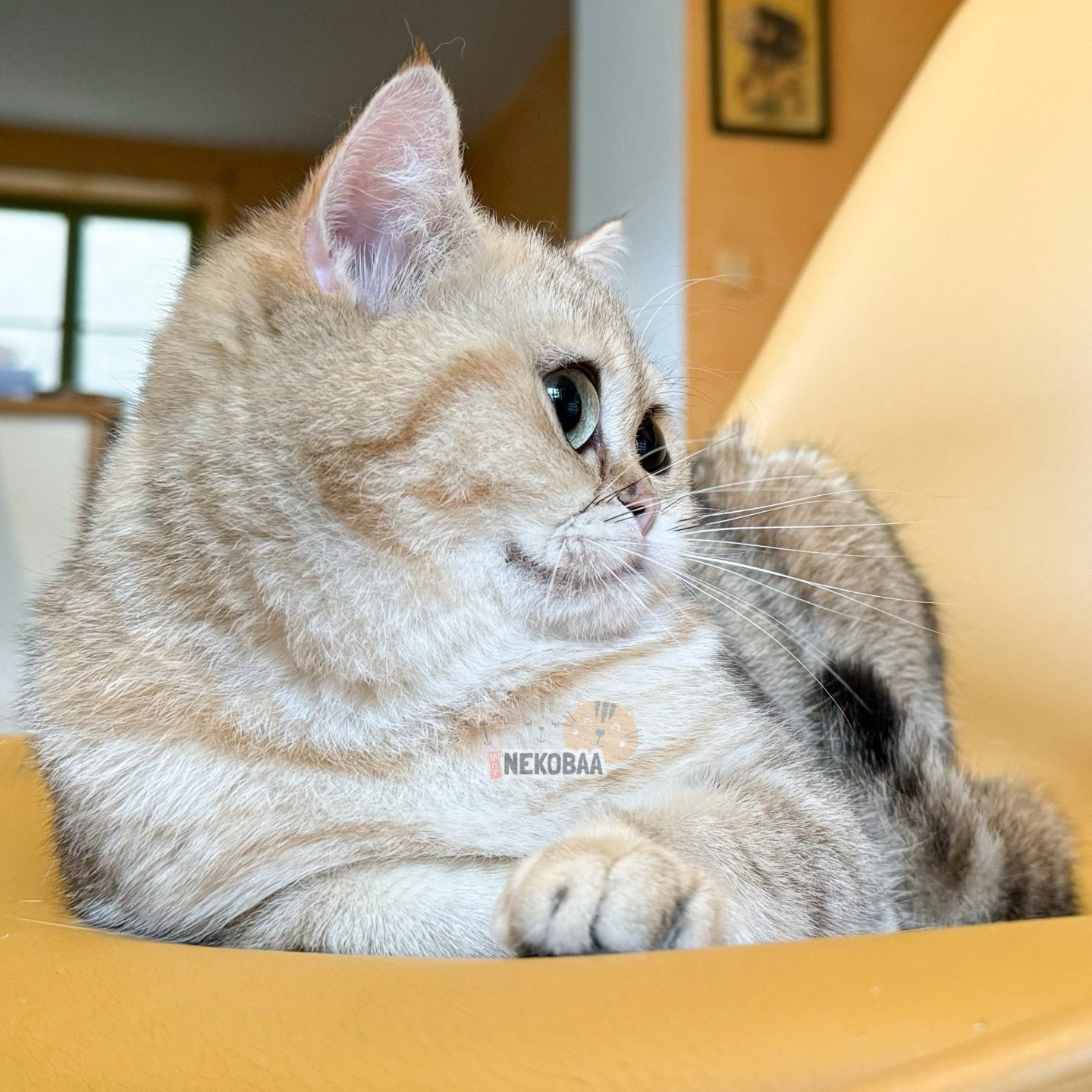 Ren, British shorthair black golden blotched tabby de la Chatterie Nekobaa.