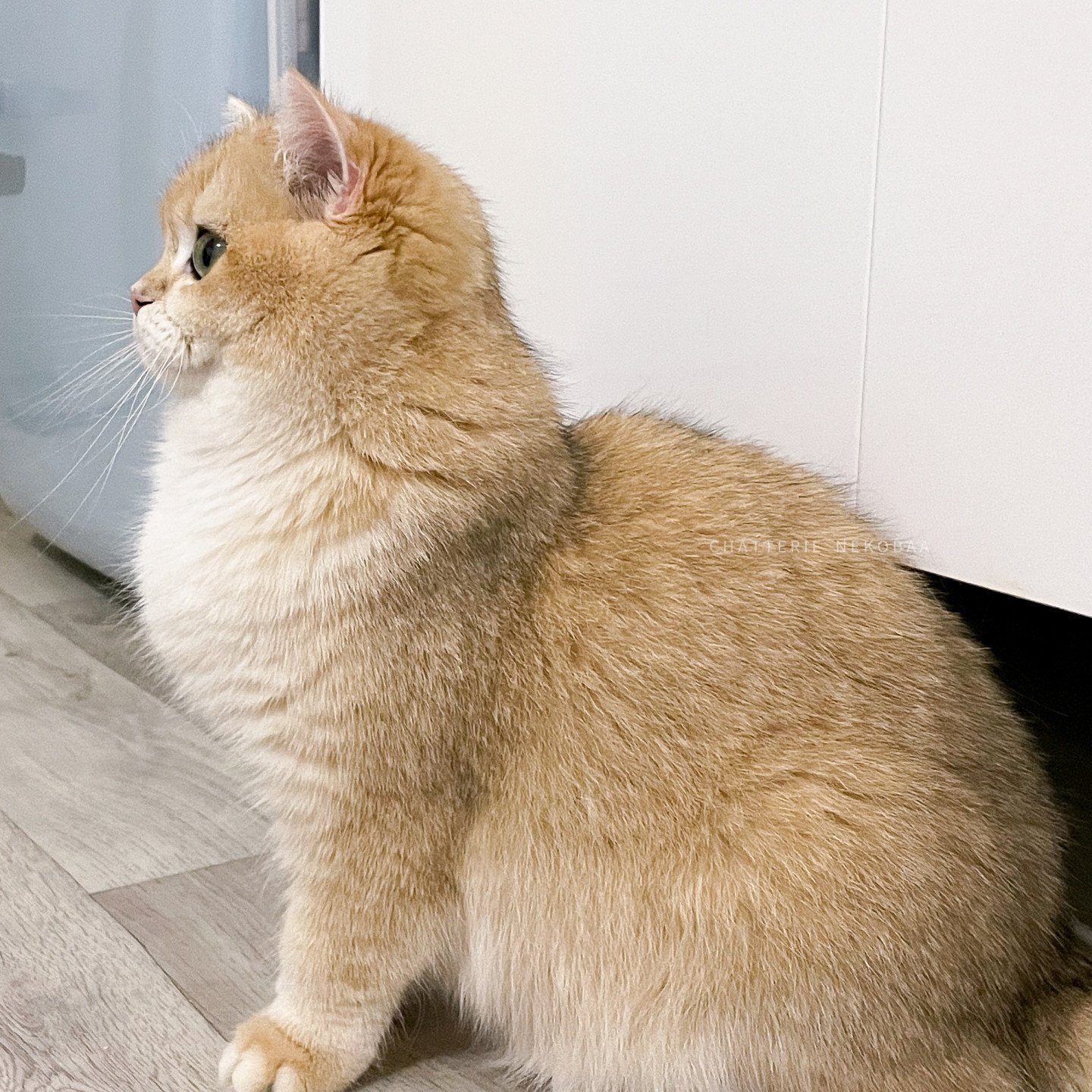 Rosita - Chat British Shorthair Dordogne | Chatterie Nekobaa