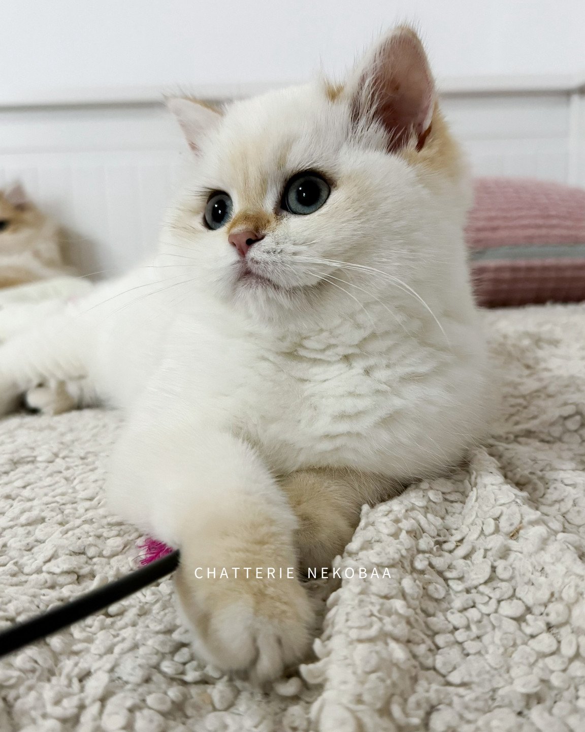 2023: Portée T2 : Rosisan British Shorthair black golden shell Yuuki British Shorthair...