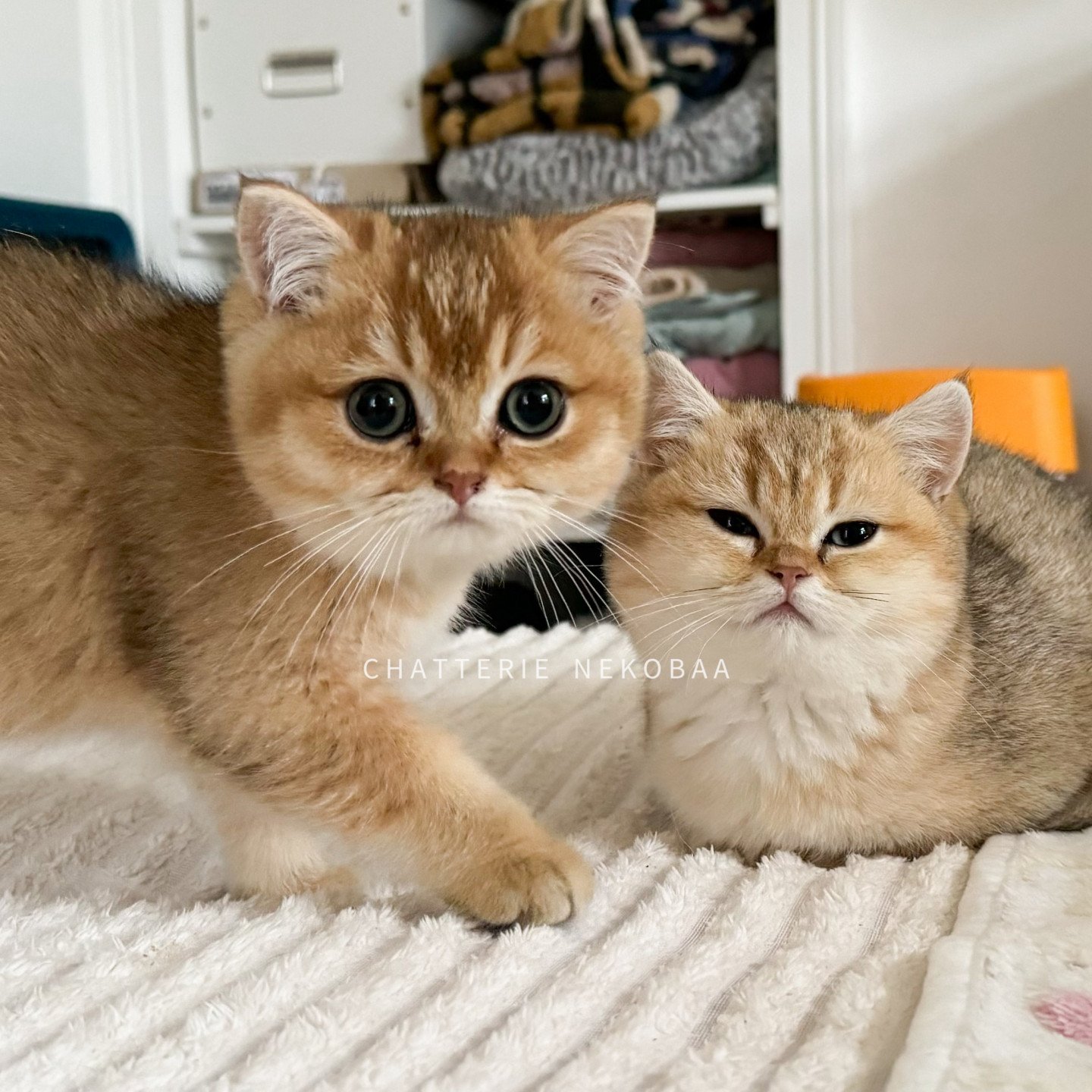 Chaton British golden shell, Uchiwa de Nekobaa. | Chatterie Nekobaa