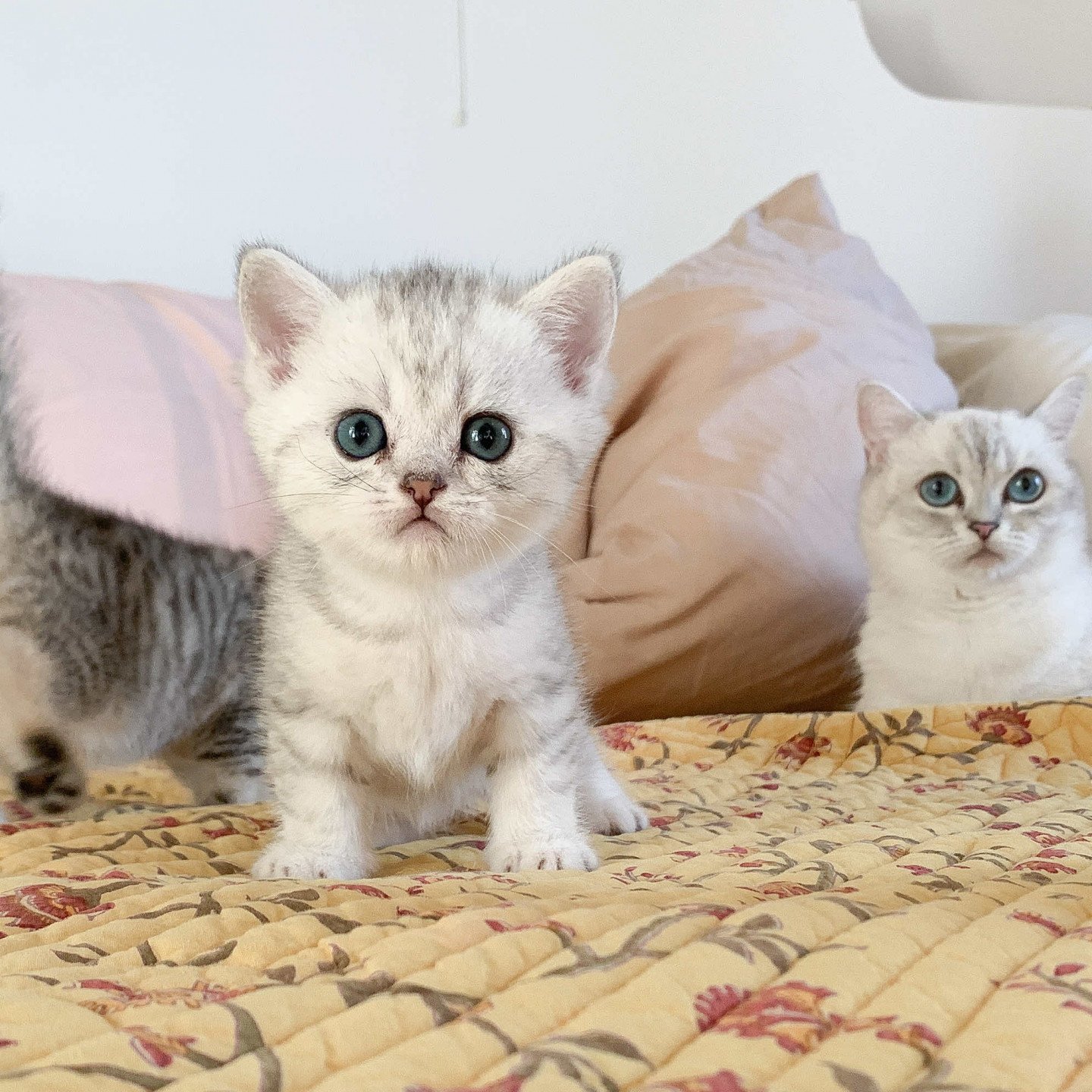 Chaton British blue silver shaded, Uzumaki | Chatterie Nekobaa