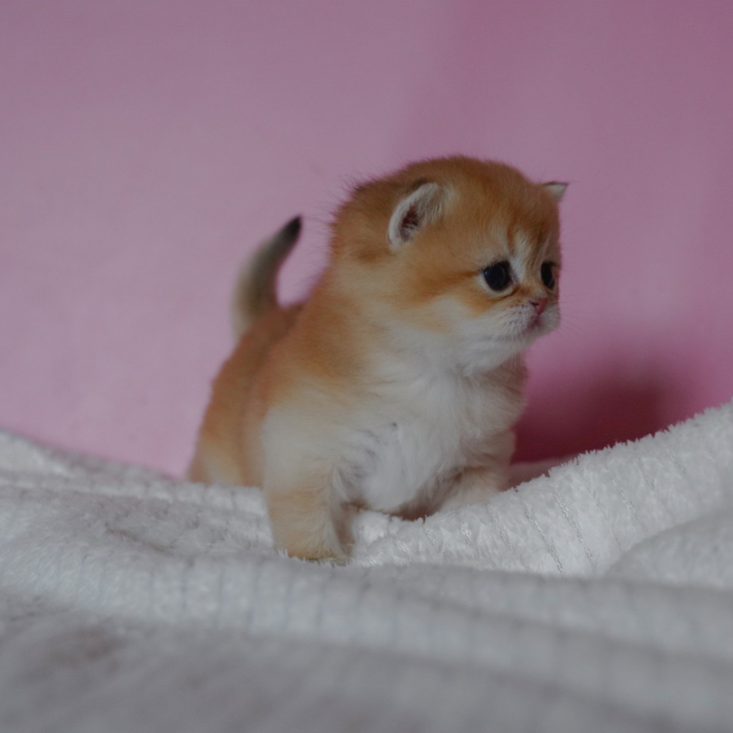 Alfie Vashni de Nekobaa - Chaton British Shorthair Dordogne
