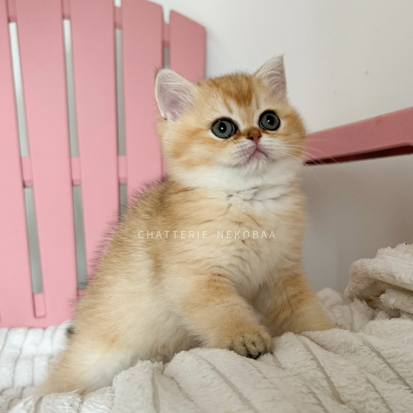 Wako British shorthair black golden copper. Élevage Nekobaa.