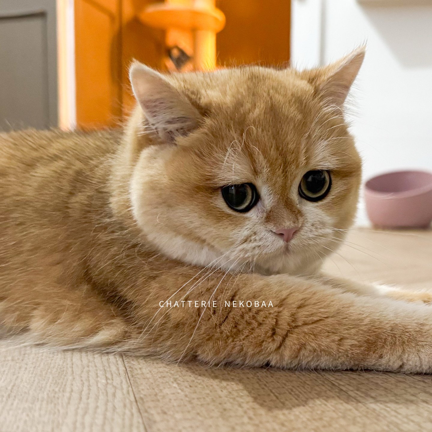 British shorthair black golden shell(copper) porteur chocolat. Willou.
