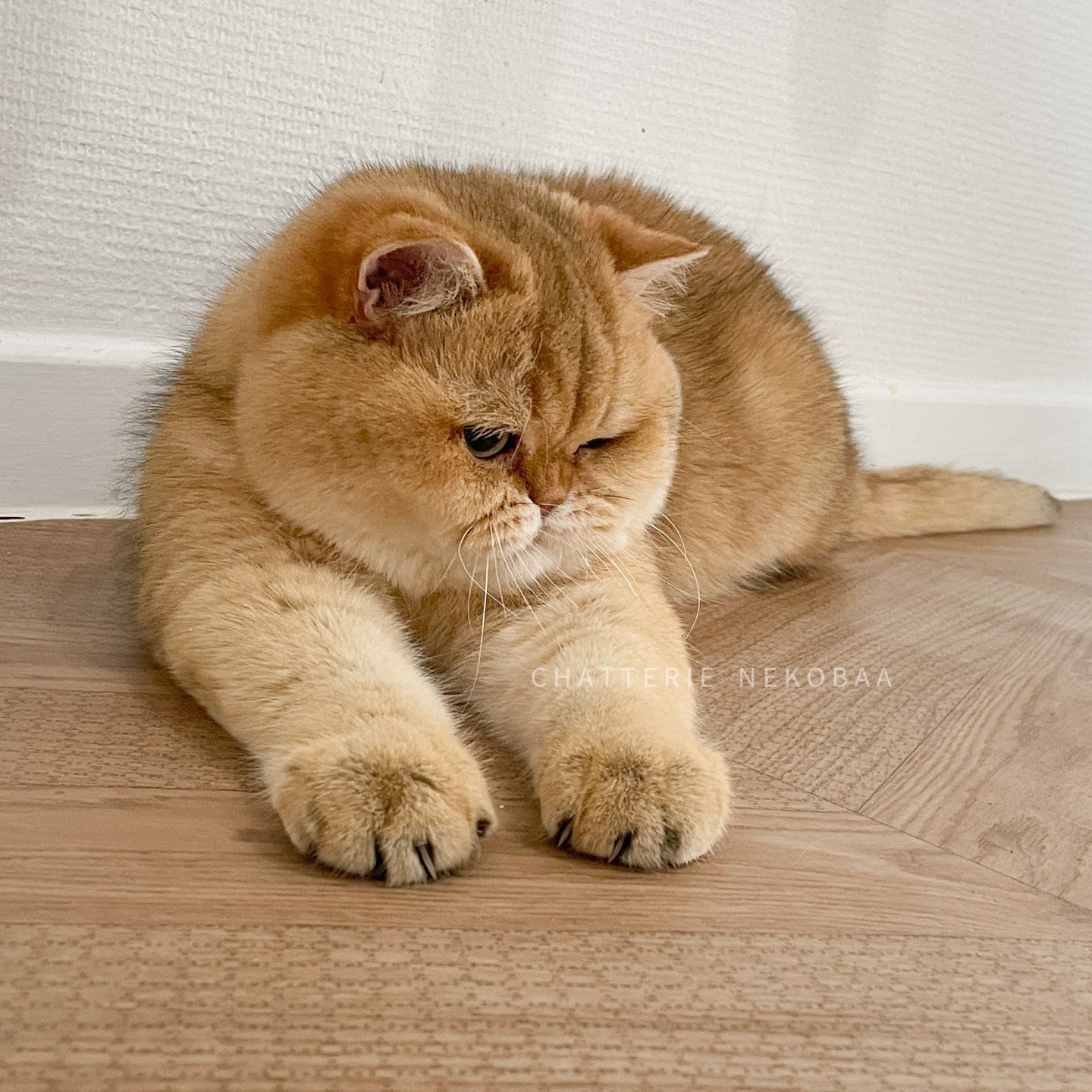 British shorthair black golden, Yuuki étalon gros gabarit. Chatterie Nekobaa.