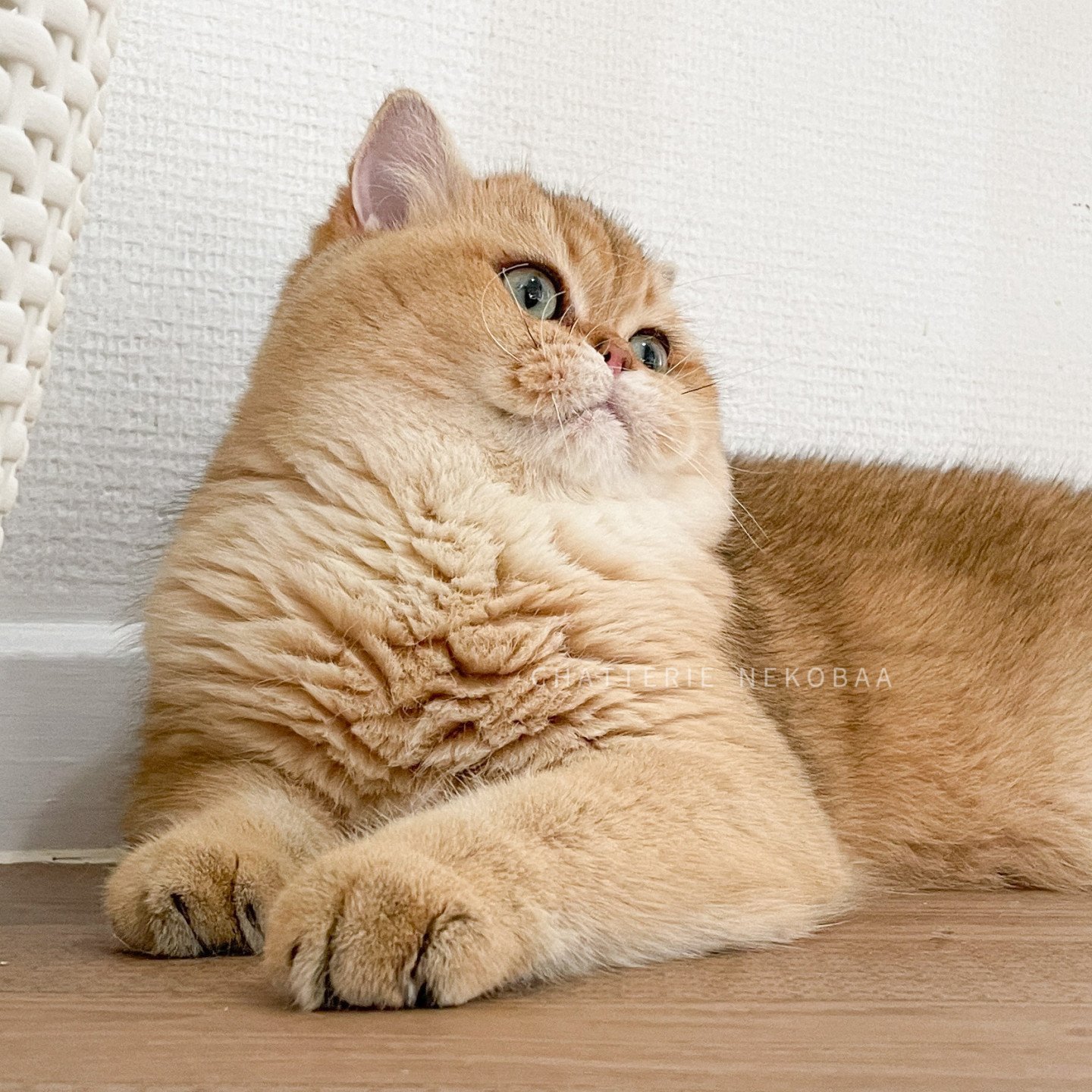 British shorthair black golden, Yuuki étalon gros gabarit. Chatterie Nekobaa.