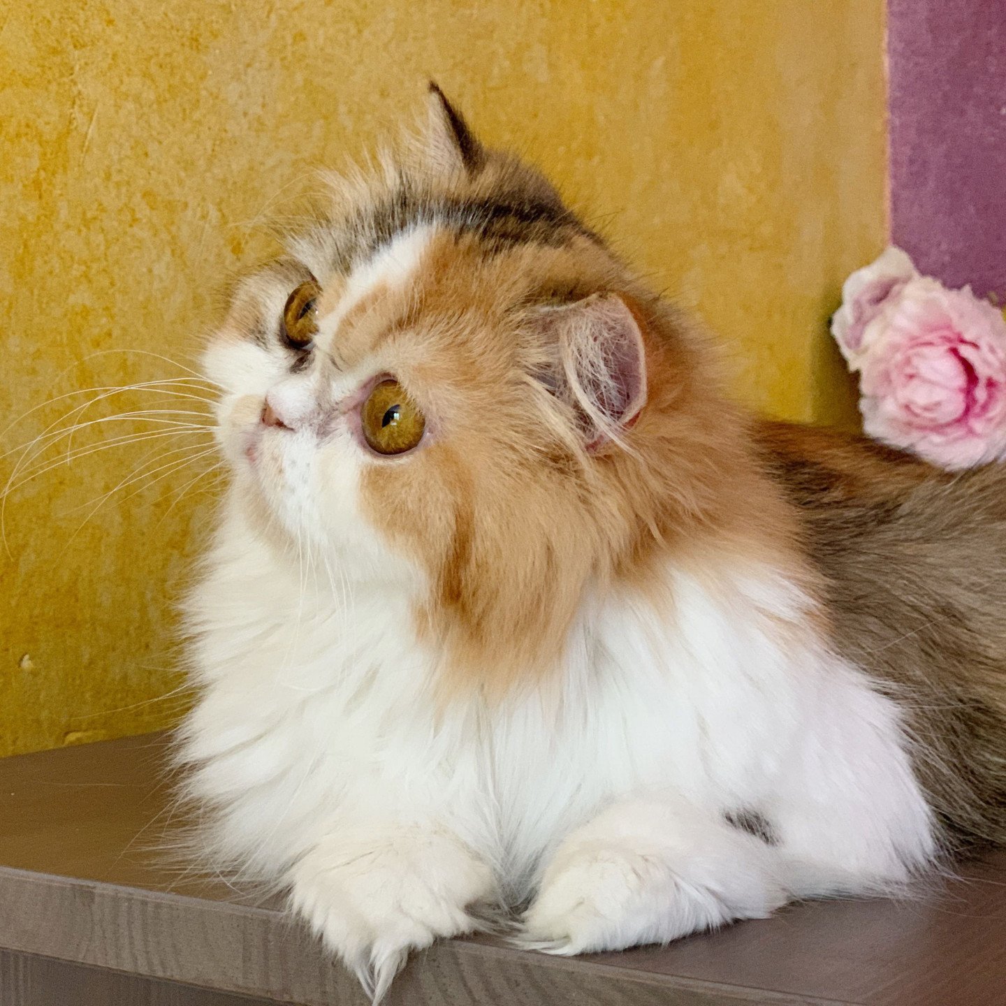 Chihiro magnifique Highland Straight black tortie et blanc