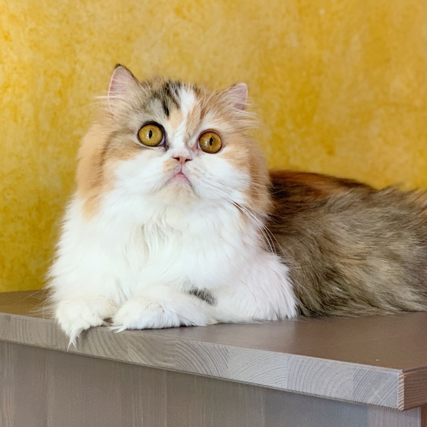 Chihiro magnifique Highland Straight black tortie et blanc