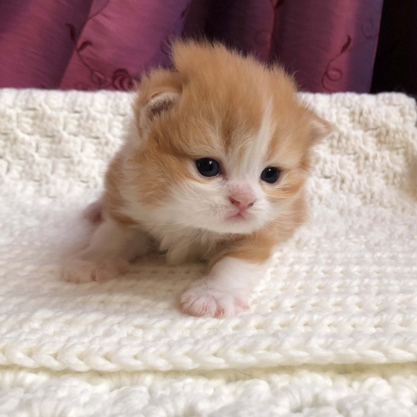 Chaton Highland straight bicolore à réserver | Chatterie Nekobaa