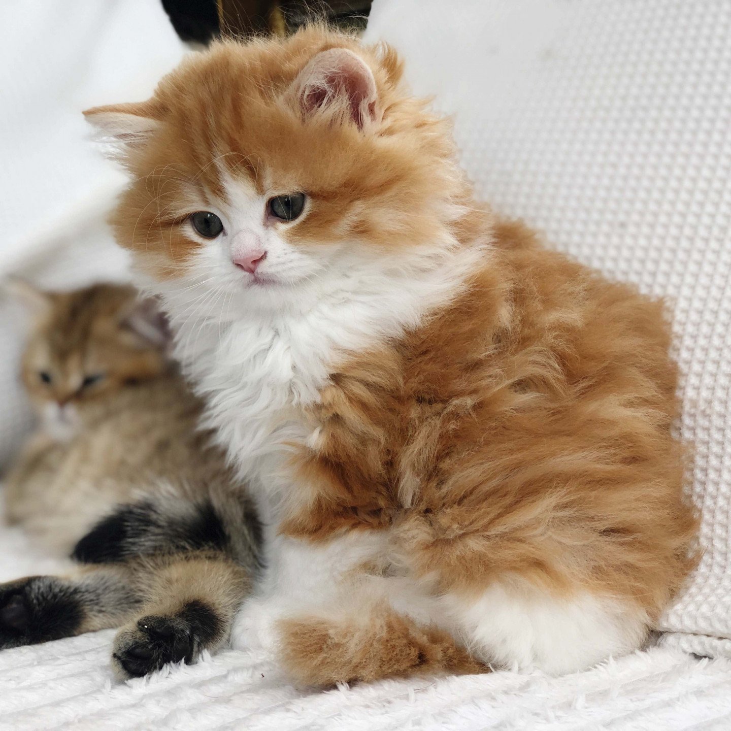 Chaton Highland straight bicolore à réserver | Chatterie Nekobaa