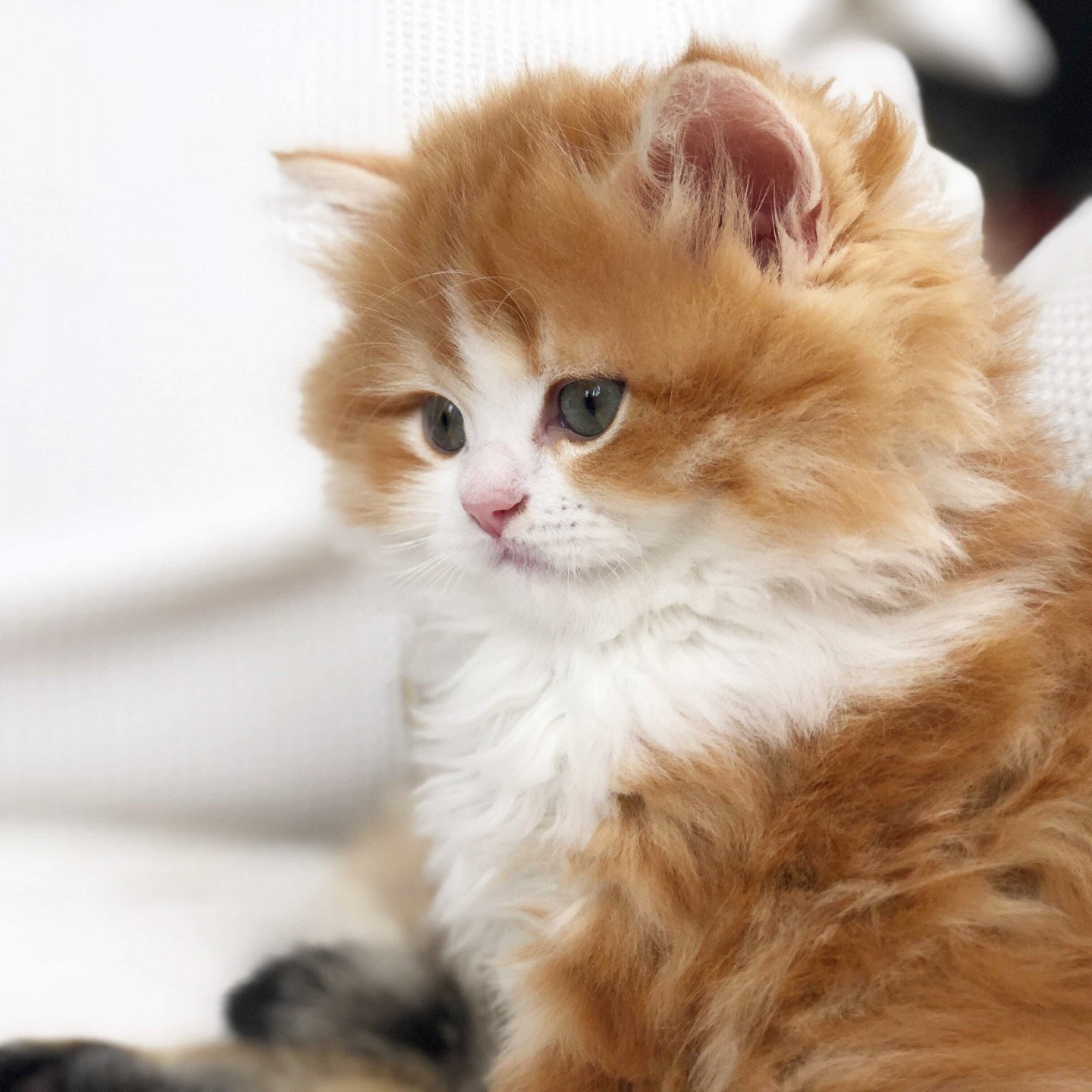 Chaton Highland straight bicolore à réserver | Chatterie Nekobaa