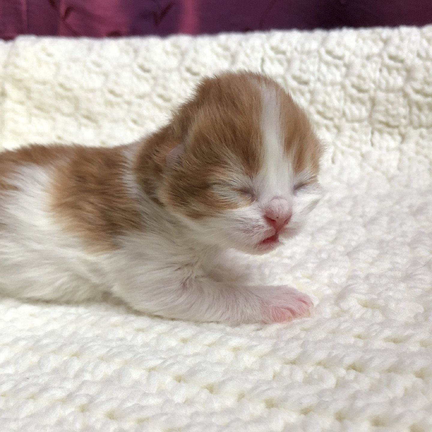 Chaton Highland Straight bicolore | Chatterie Nekobaa