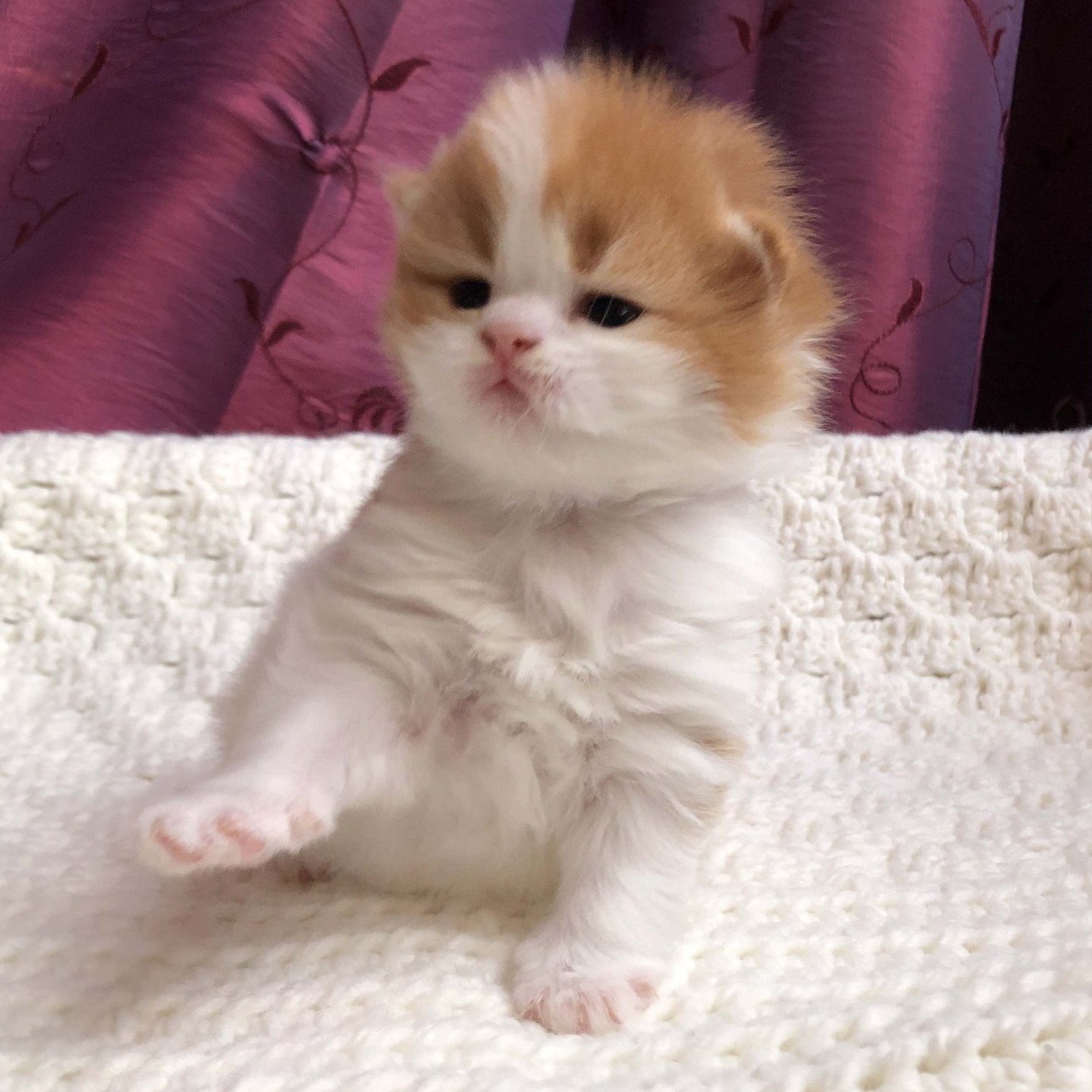 Chaton Highland Straight bicolore | Chatterie Nekobaa