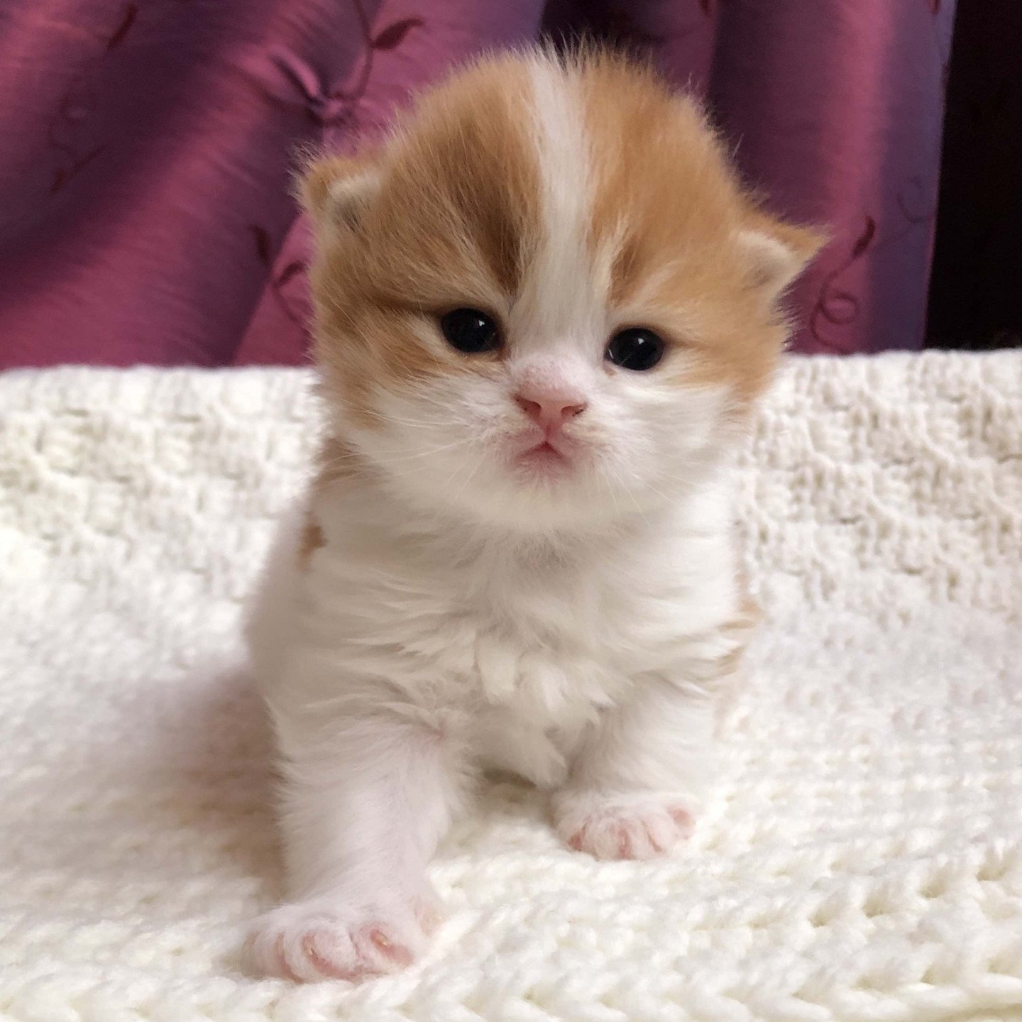 Chaton Highland Straight bicolore | Chatterie Nekobaa