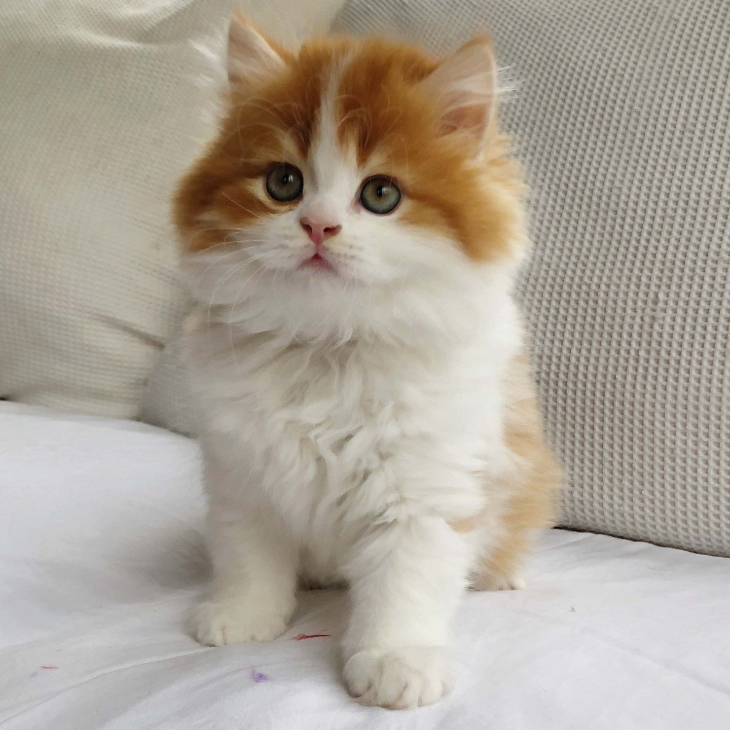 Chaton Highland Straight bicolore | Chatterie Nekobaa