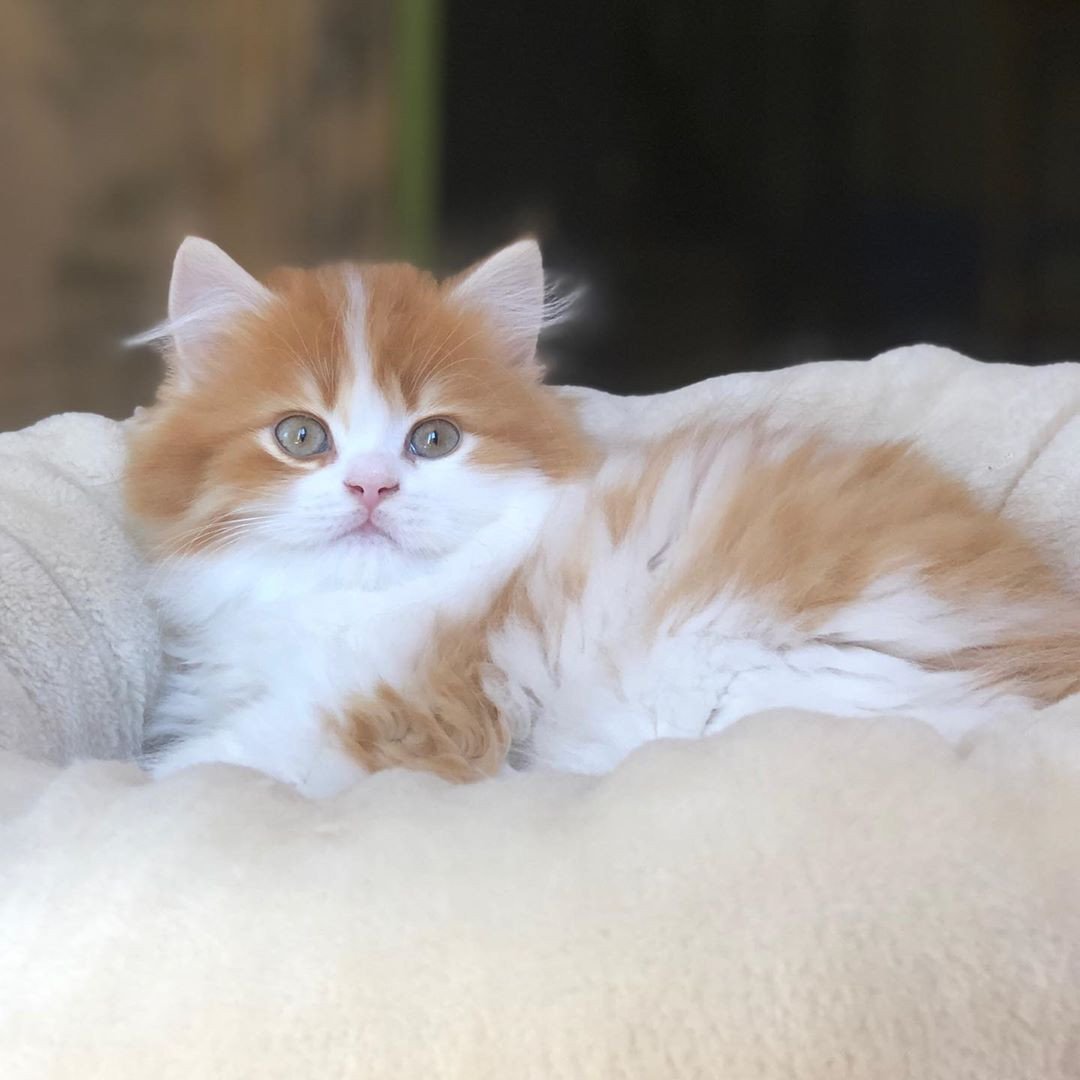 Chaton Highland Straight bicolore | Chatterie Nekobaa