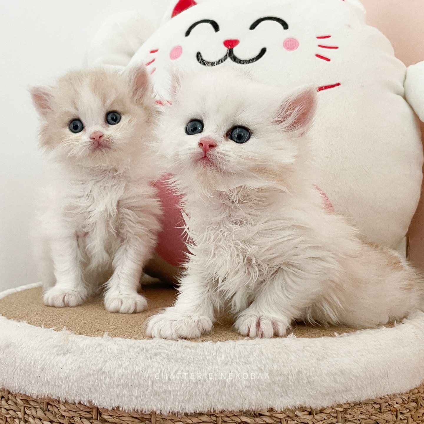 Ti Jiro de Nekobaa - Chaton Highland Straight Dordogne