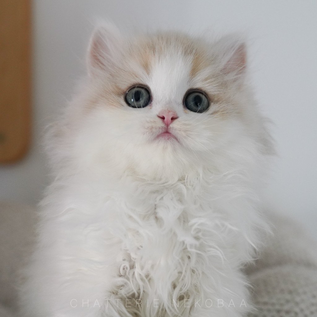 Ti Jiro de Nekobaa - Chaton Highland Straight Dordogne