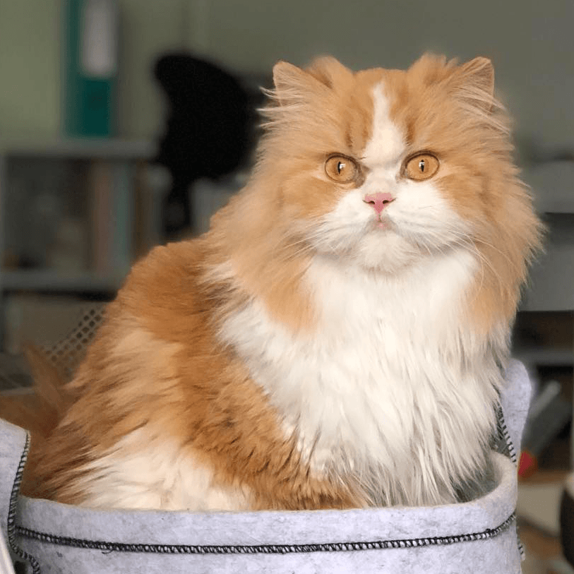 Magnifique Highland Straight roux et blanc | Chatterie Nekobaa