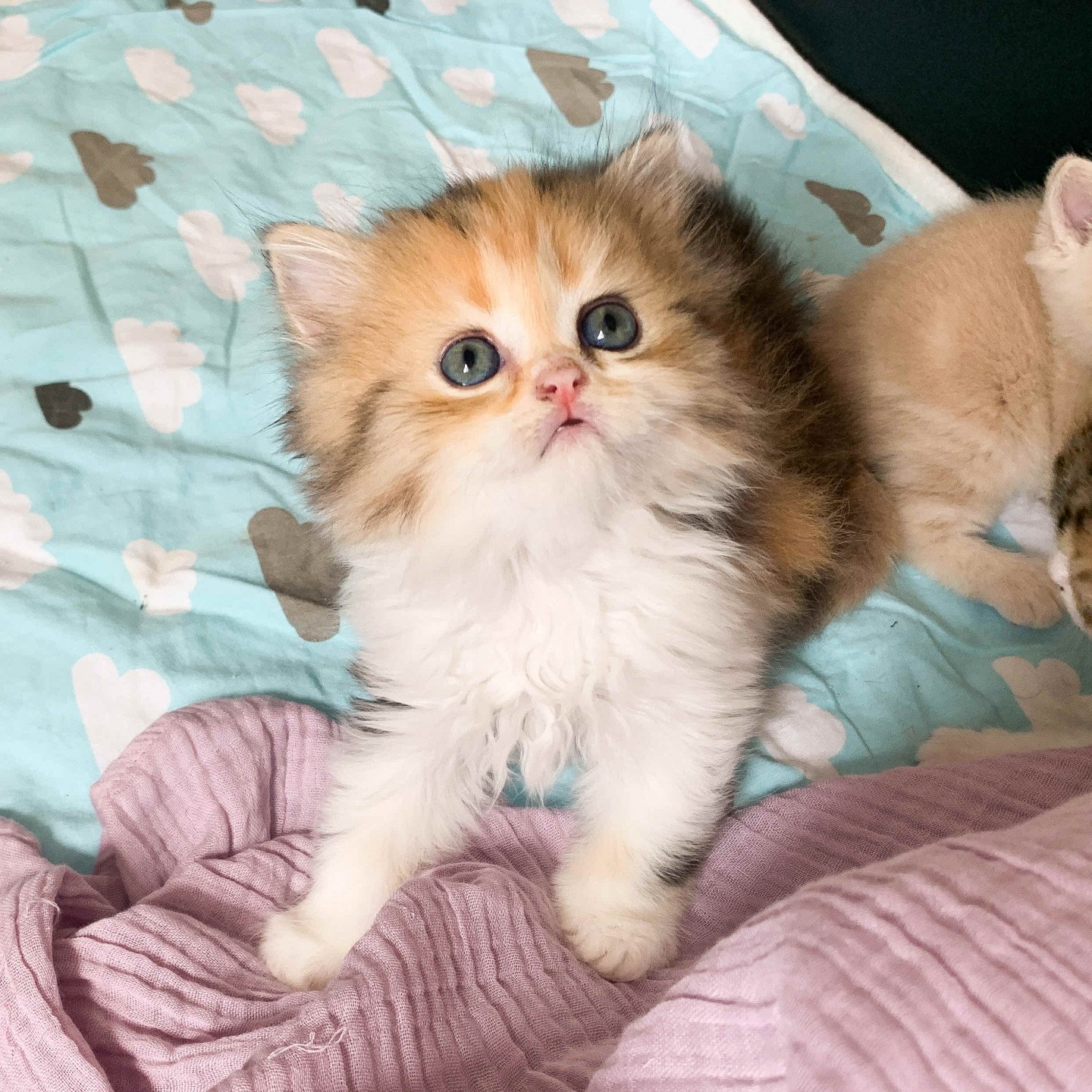 San de Nekobaa - Chaton Highland Straight Dordogne | Chatterie Nekobaa