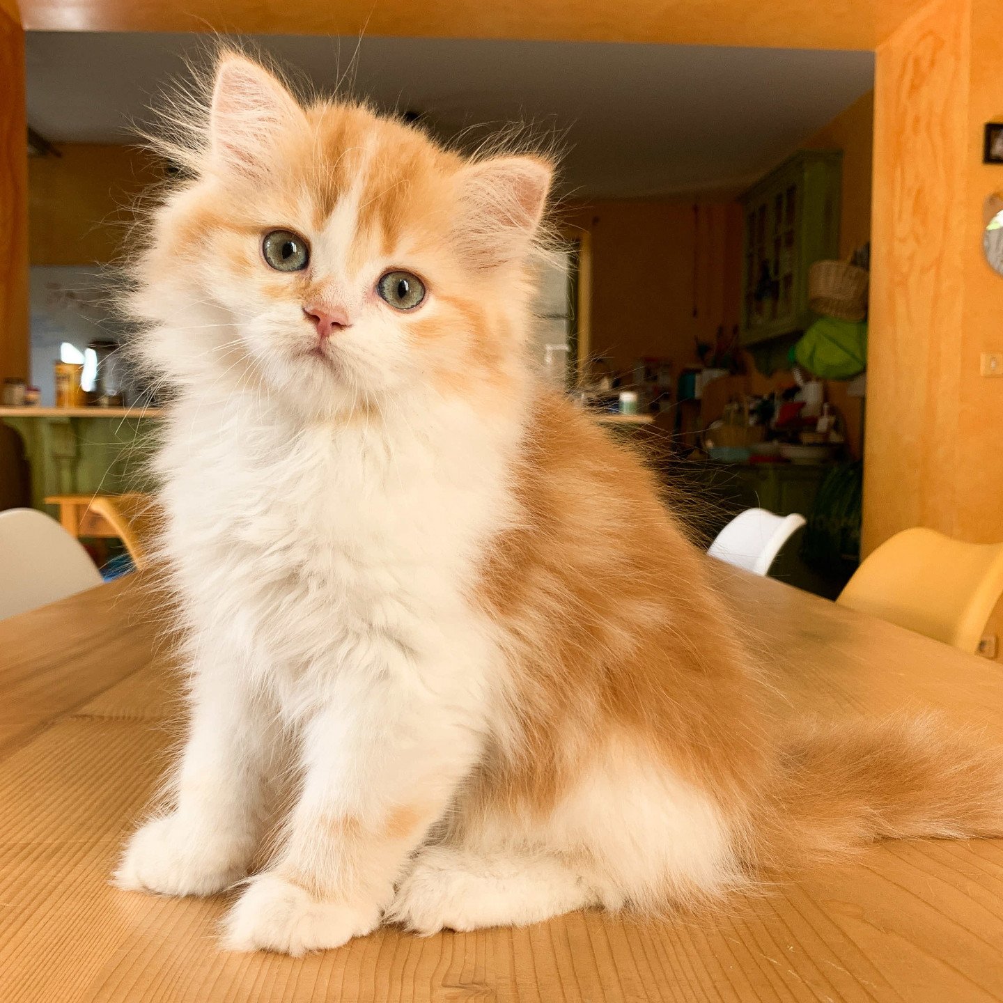 2020: Portée S : Mikasa Highland Straight red blotched tabby Isobu ...