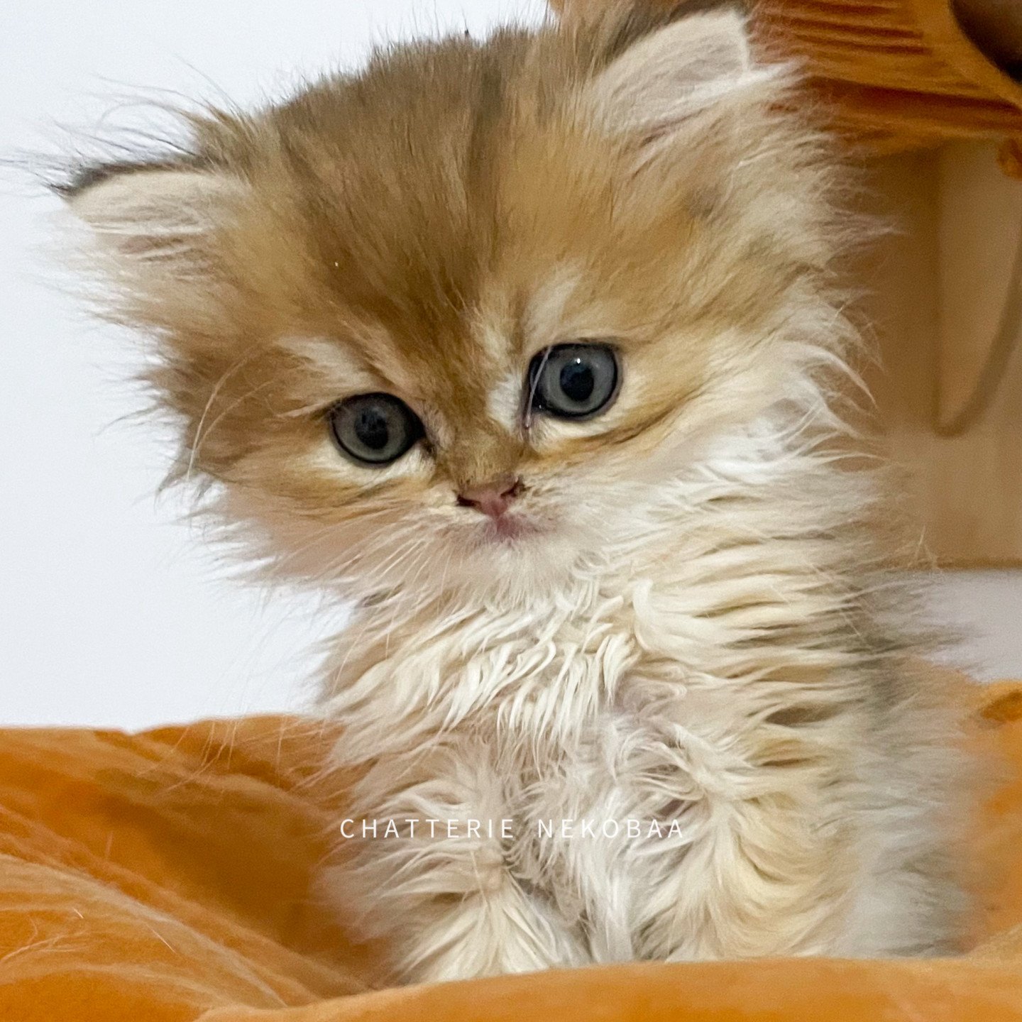 Chaton Highland straight golden.Chatterie Nekobaa, élevage pro.