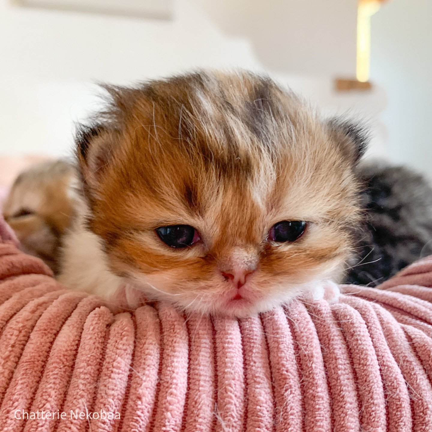 2021: Portée W : Fumiko Scottish Straight brown tortie blotched tabby ...