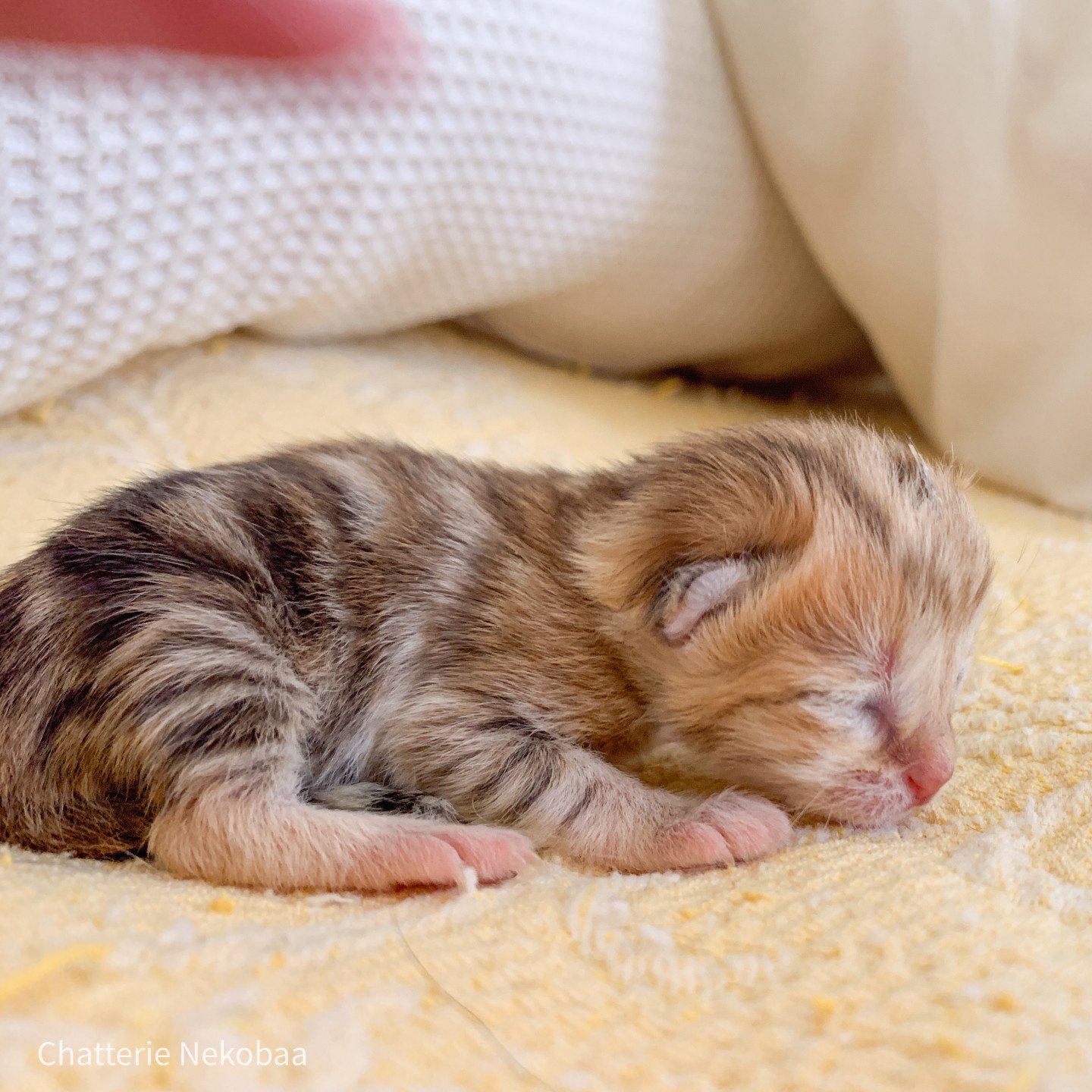 Wei de Nekobaa - Chaton Scottish Straight Dordogne | Chatterie Nekobaa