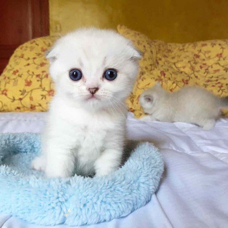 Ebisu de Nekobaa - Chaton Scottish Fold Dordogne | Chatterie Nekobaa