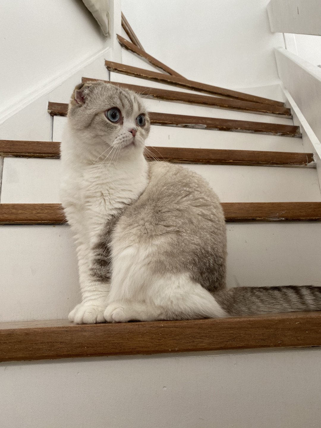 Ebisu de Nekobaa - Chaton Scottish Fold Dordogne | Chatterie Nekobaa