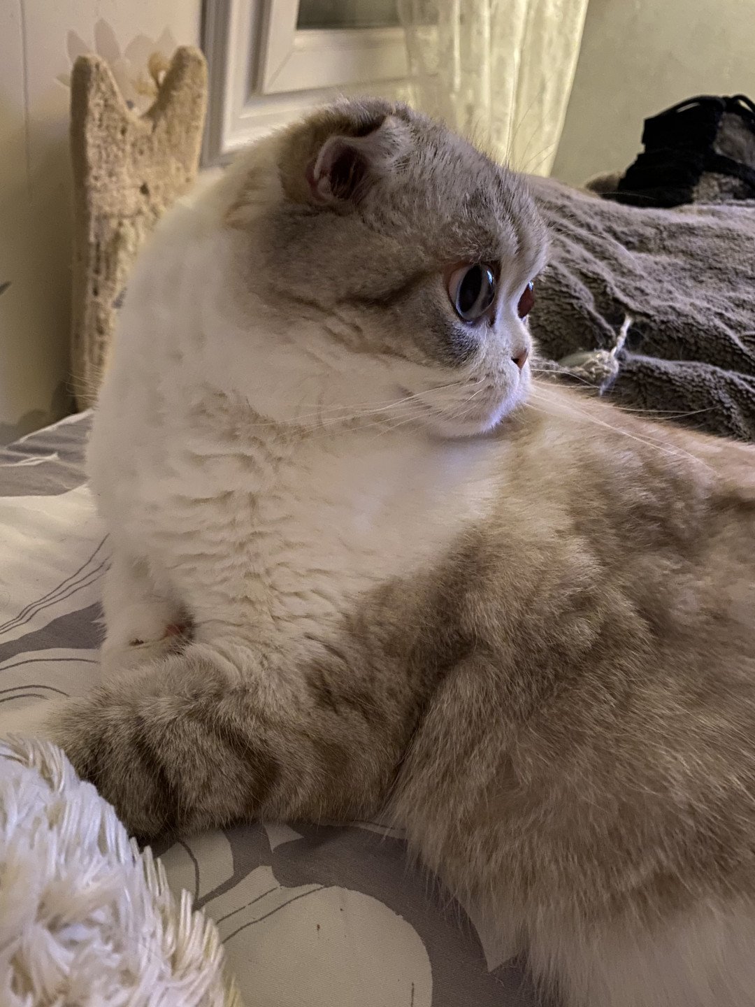 Ebisu de Nekobaa - Chaton Scottish Fold Dordogne | Chatterie Nekobaa