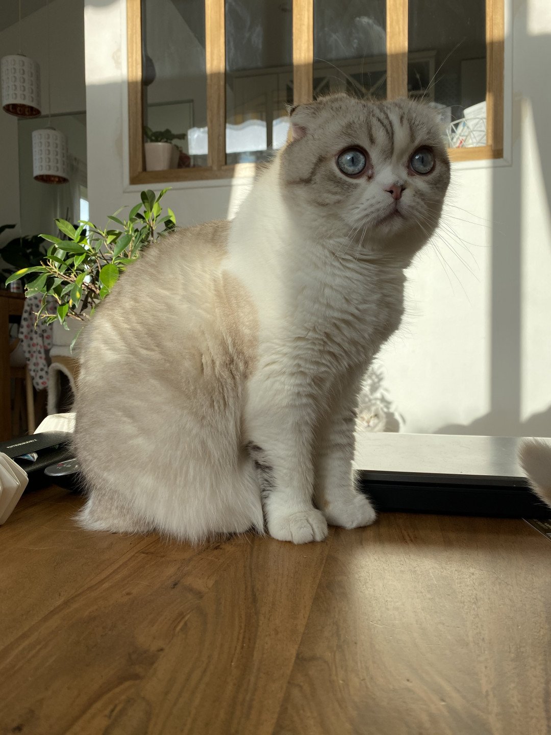 Ebisu de Nekobaa - Chaton Scottish Fold Dordogne | Chatterie Nekobaa