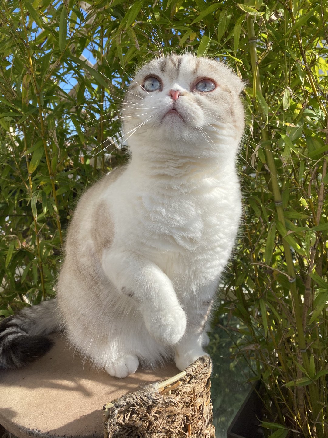 Ebisu de Nekobaa - Chaton Scottish Fold Dordogne | Chatterie Nekobaa