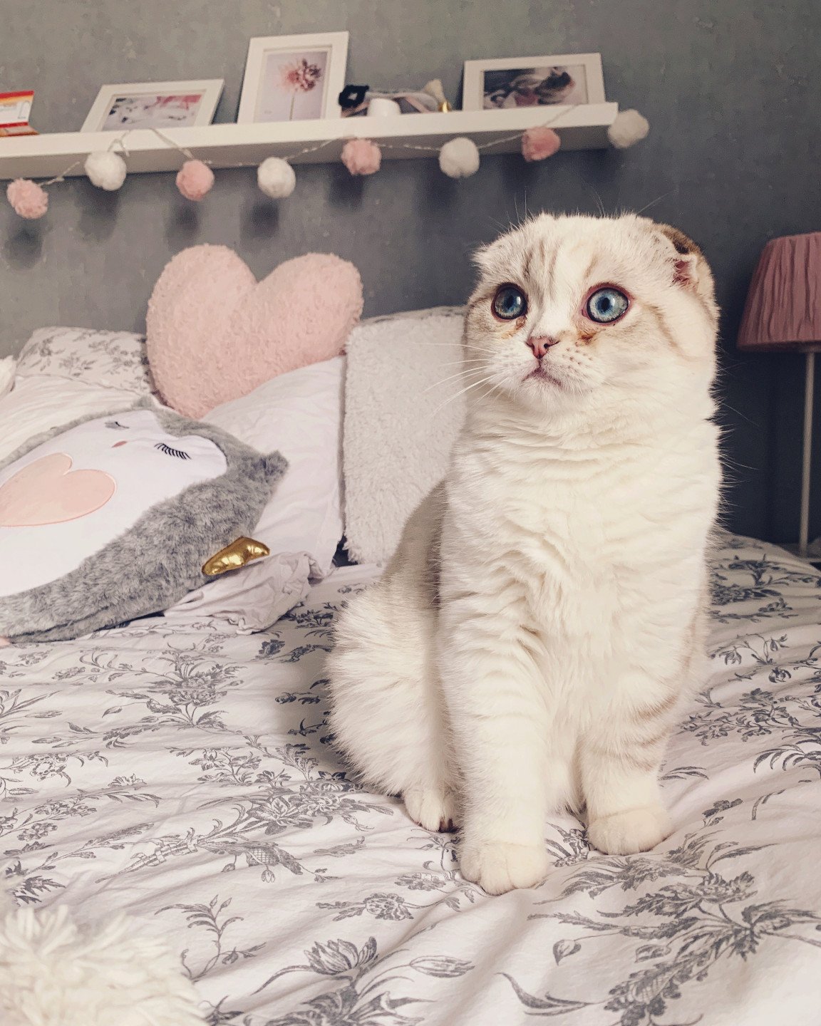 Ebisu de Nekobaa - Chaton Scottish Fold Dordogne | Chatterie Nekobaa